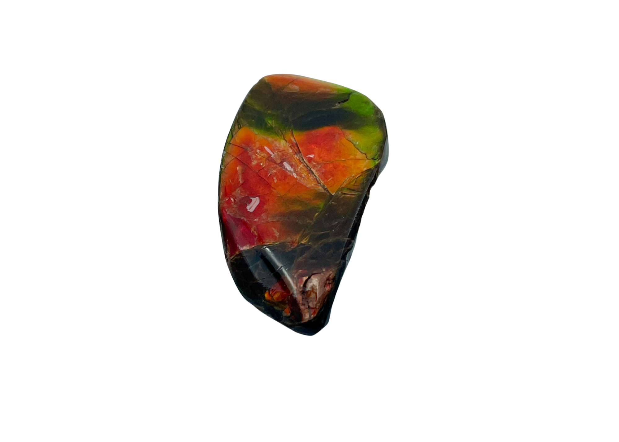 Shop — Ammolite Canada