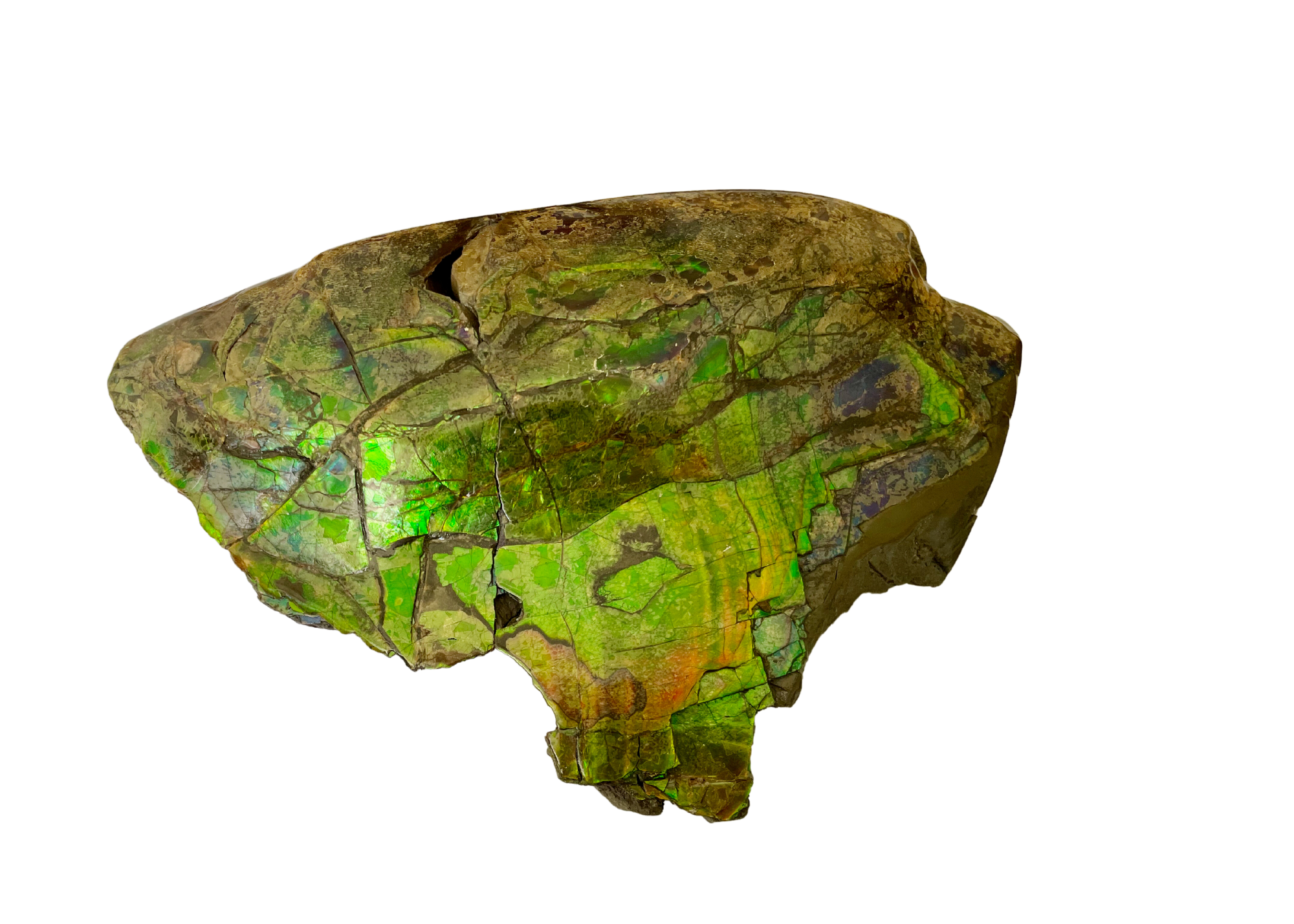 Shop — Ammolite Canada