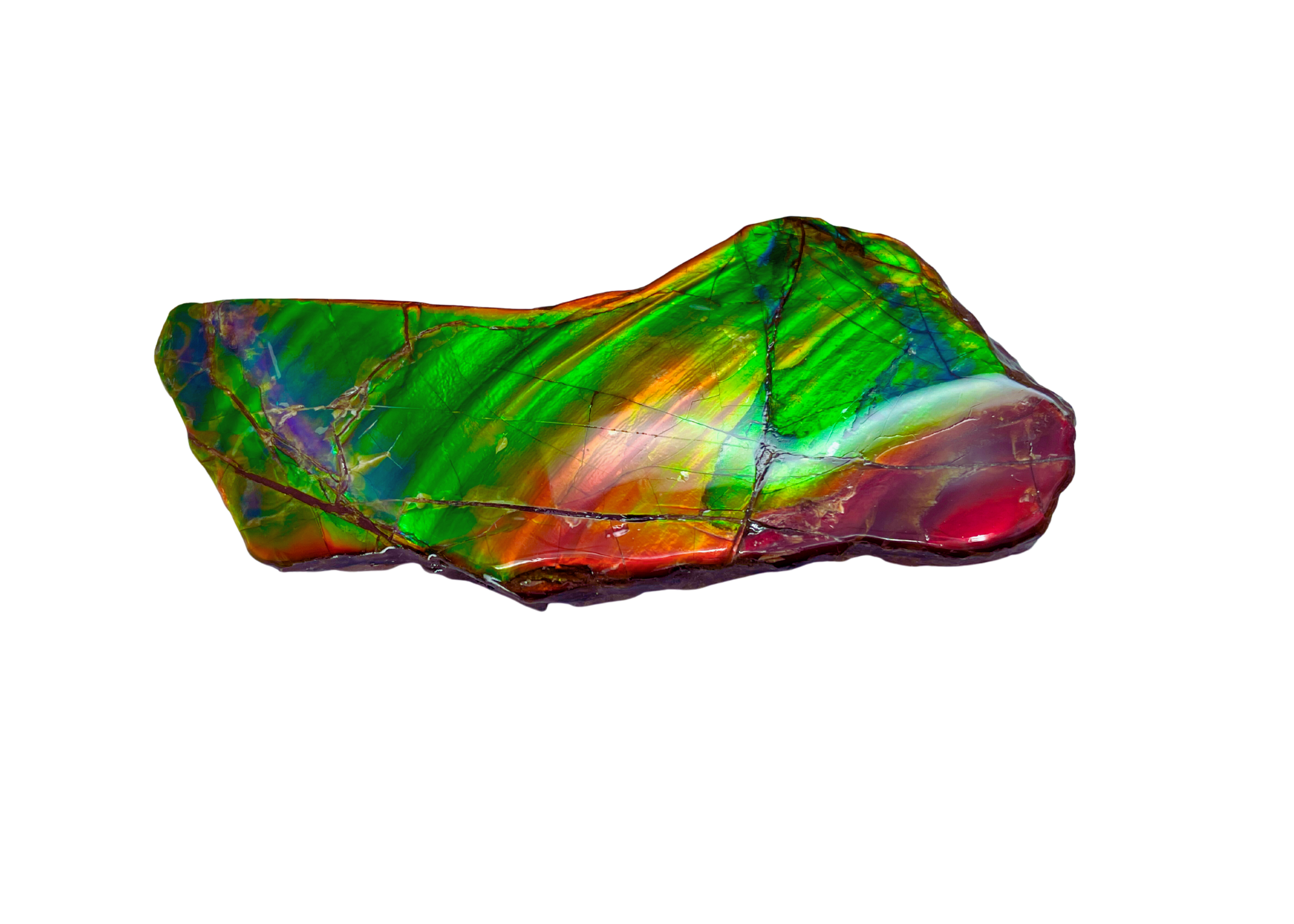 AA Grade Ammolite Art Piece — Ammolite Canada