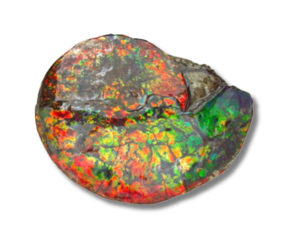 Ammonites and Ammolite - What is the Difference? — Ammolite Canada