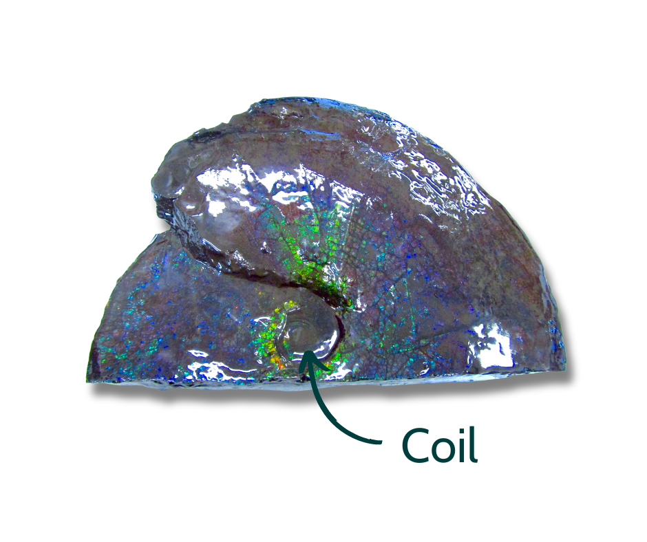 Understanding Ammonites — Ammolite Canada