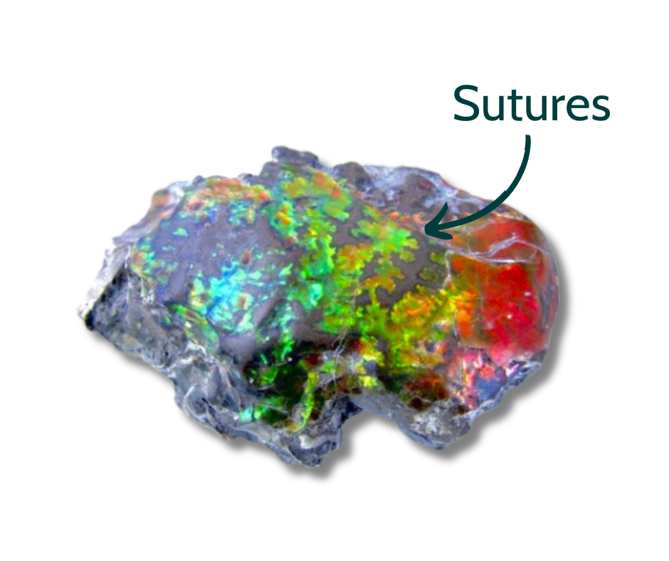 Understanding Ammonites — Ammolite Canada