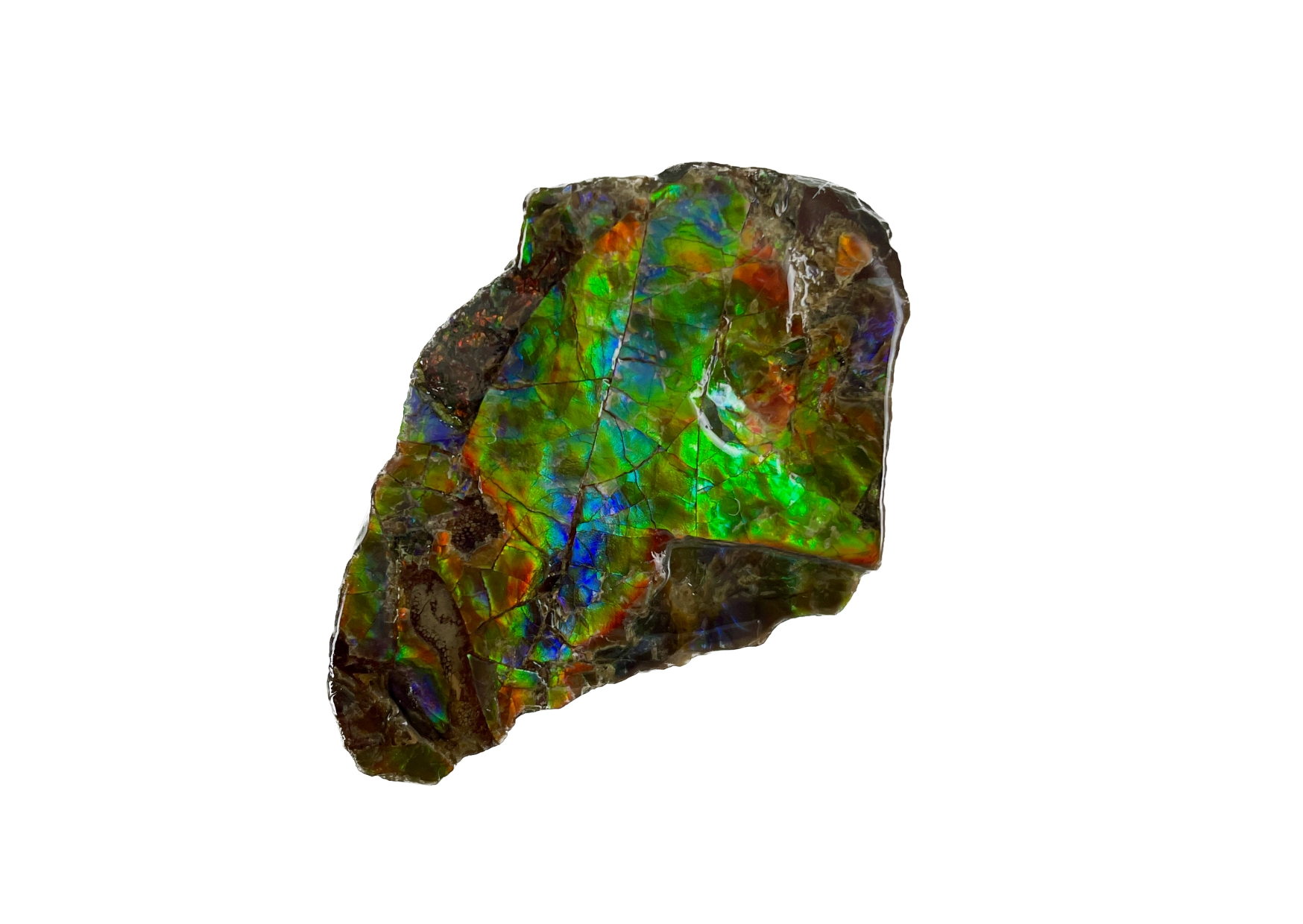 AA Grade Ammolite Art Piece — Ammolite Canada