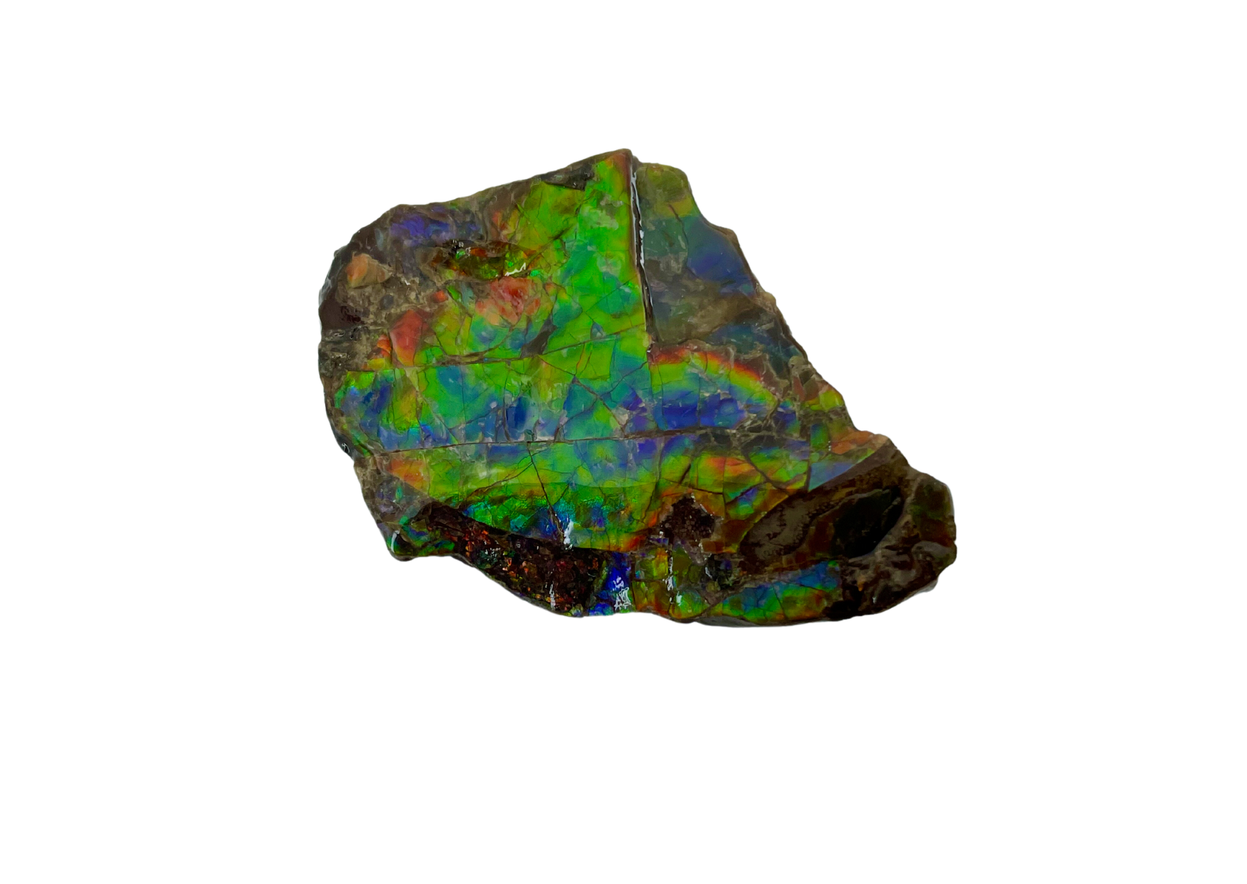 AA Grade Ammolite Art Piece — Ammolite Canada