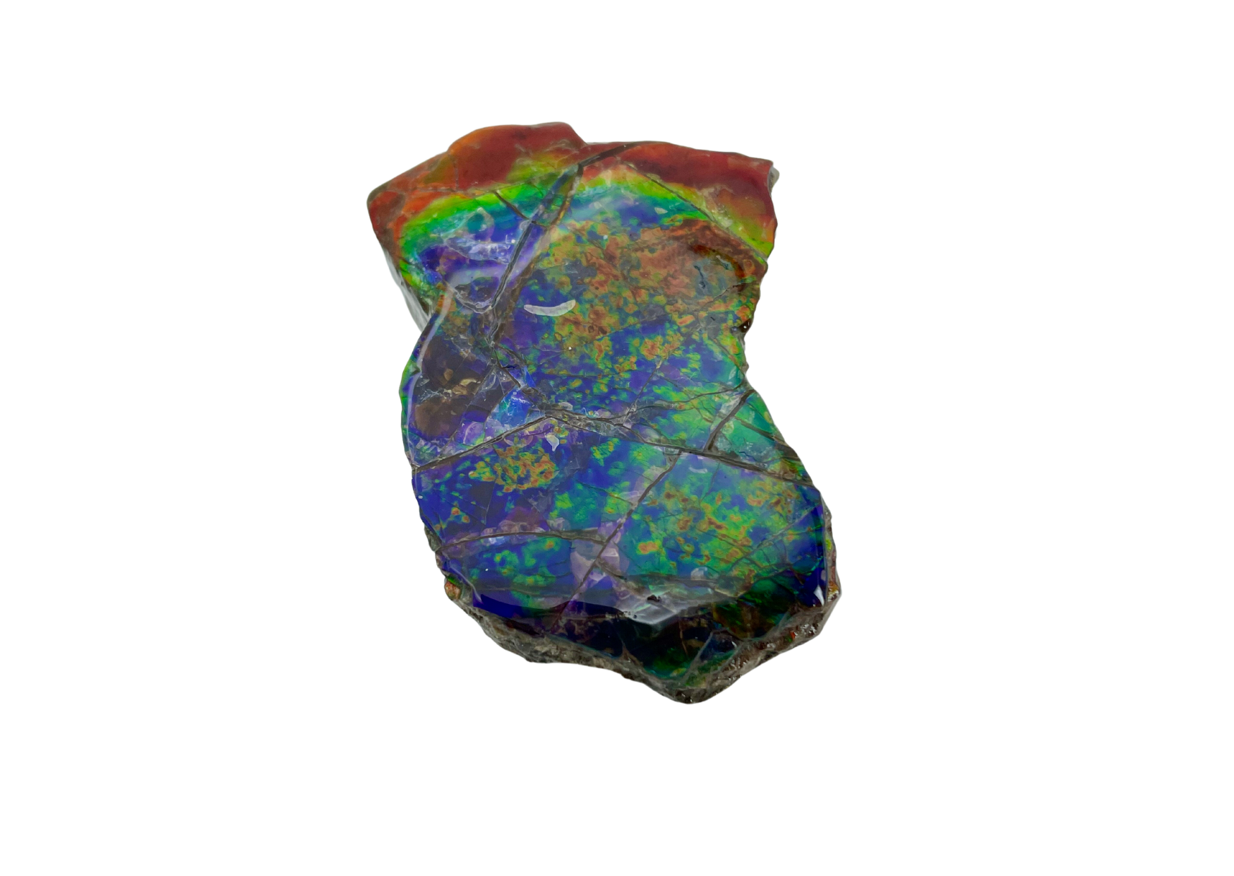 Shop — Ammolite Canada
