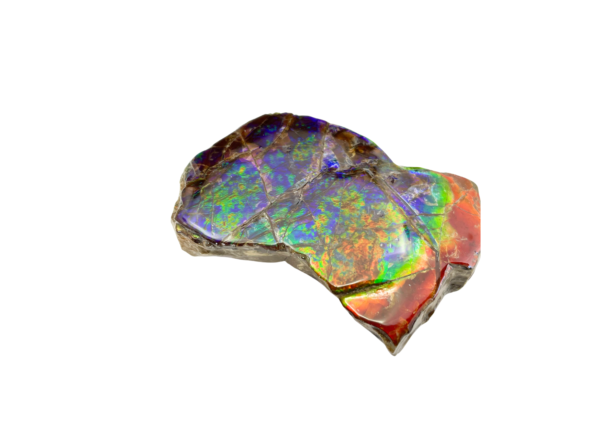 Shop — Ammolite Canada