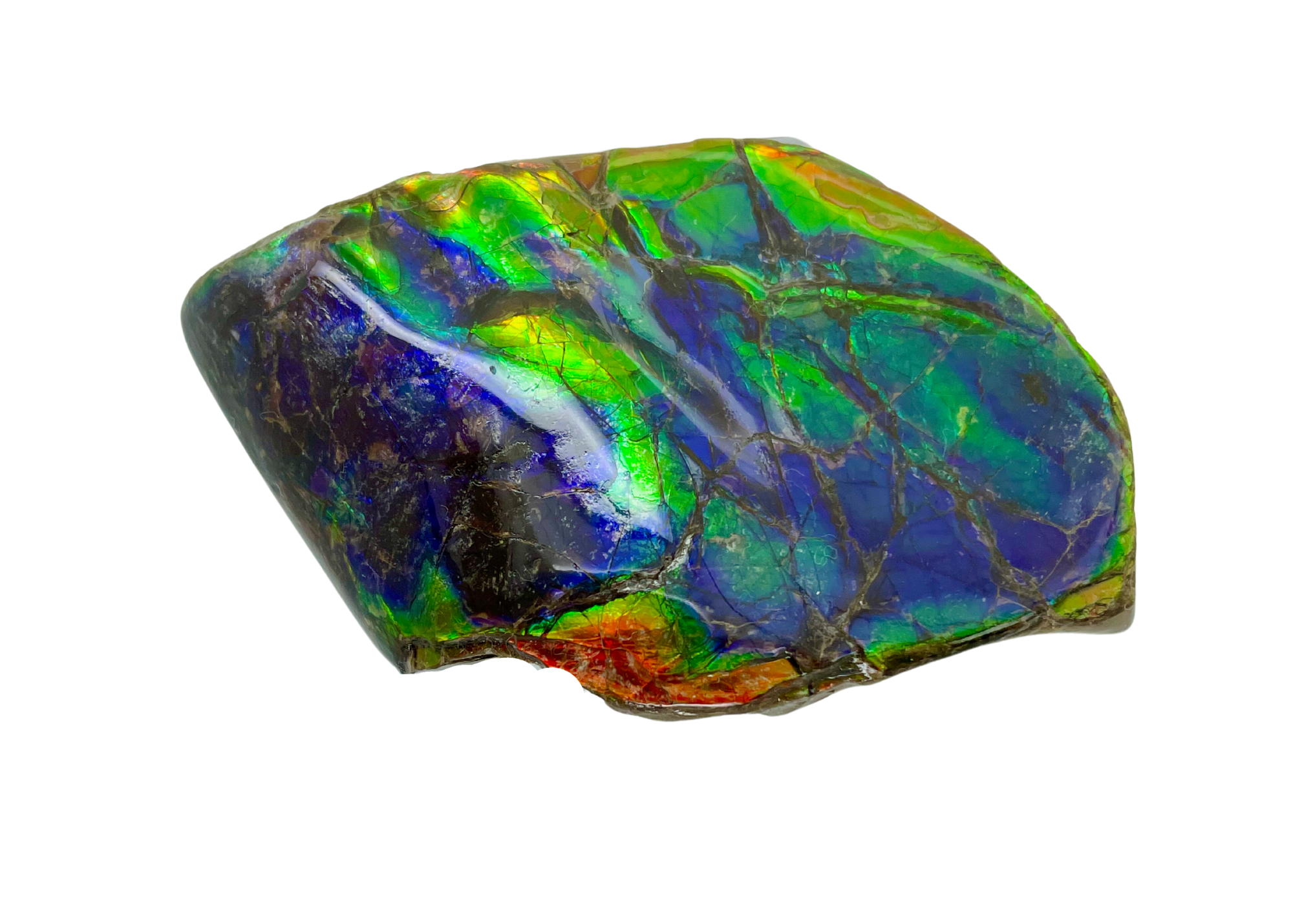AA Grade Intercalare Ammolite Art Piece with Suture Patterns — Ammolite ...