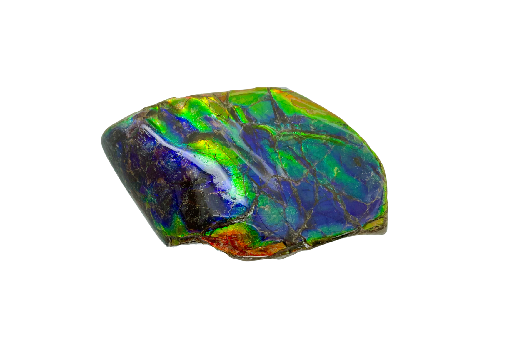 Shop — Ammolite Canada