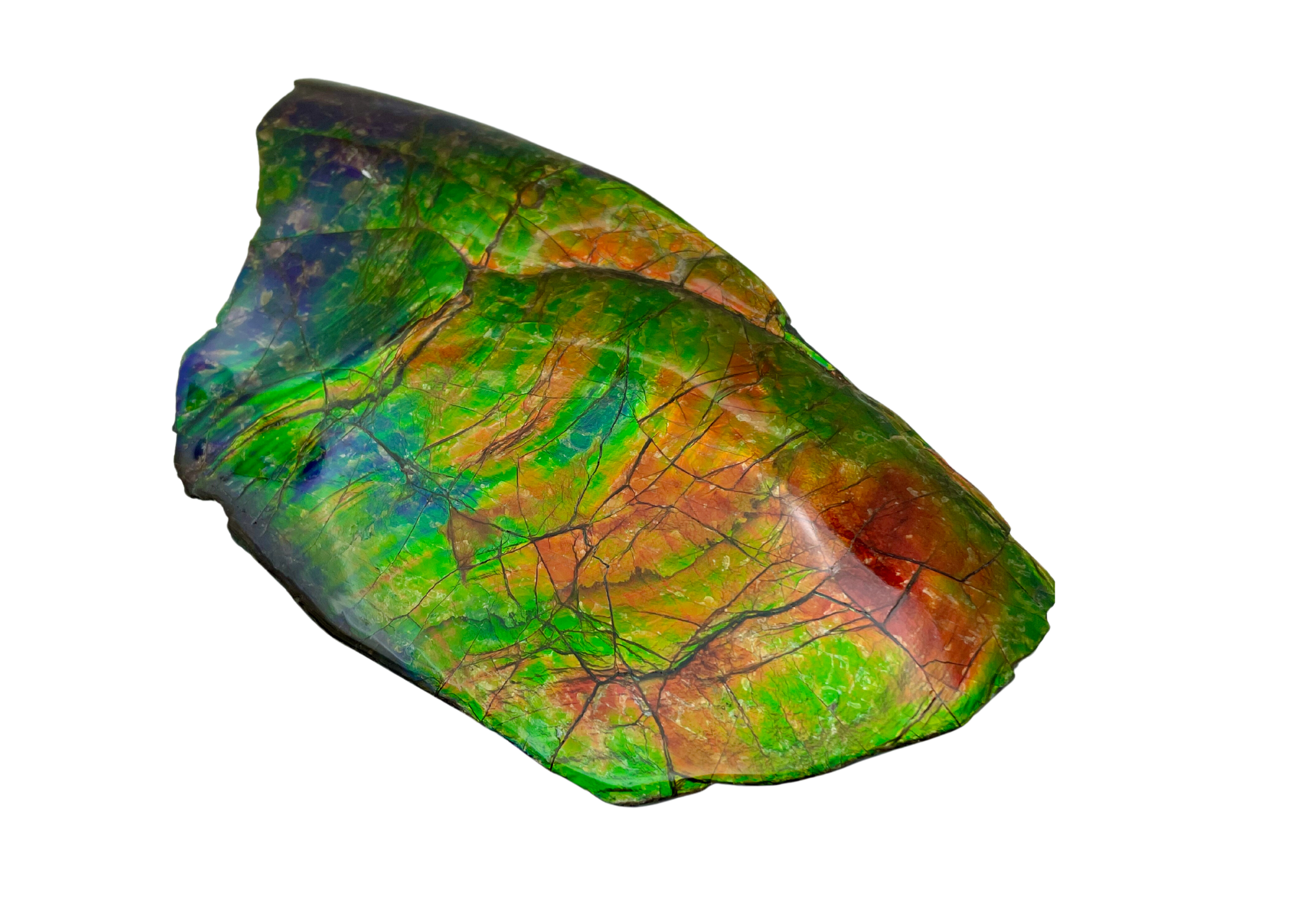 AA Grade Ammolite Art Piece — Ammolite Canada
