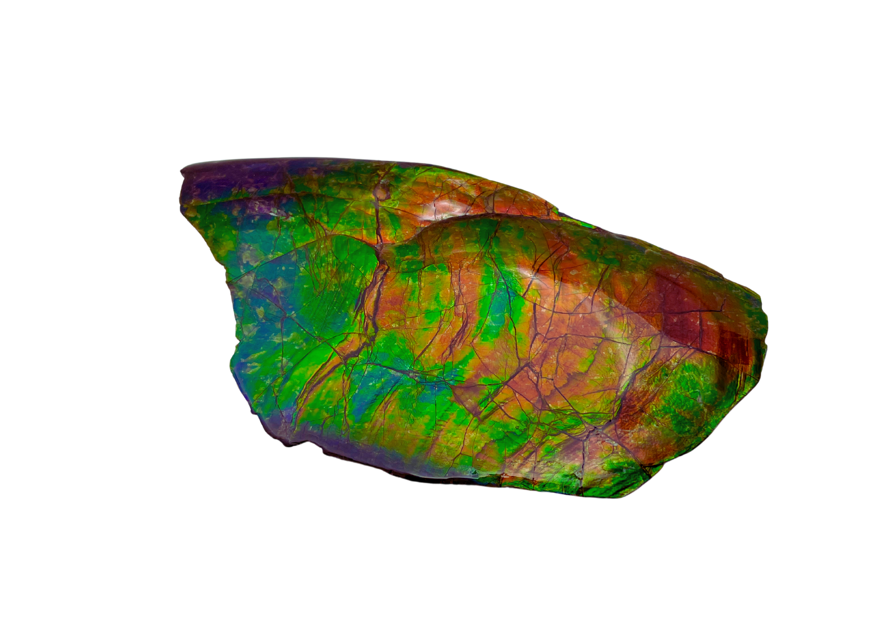 AA Grade Ammolite Art Piece — Ammolite Canada
