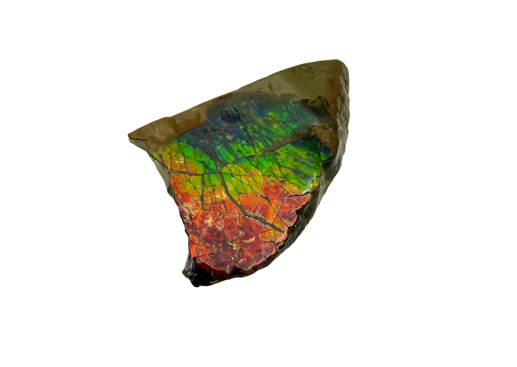 Shop — Ammolite Canada