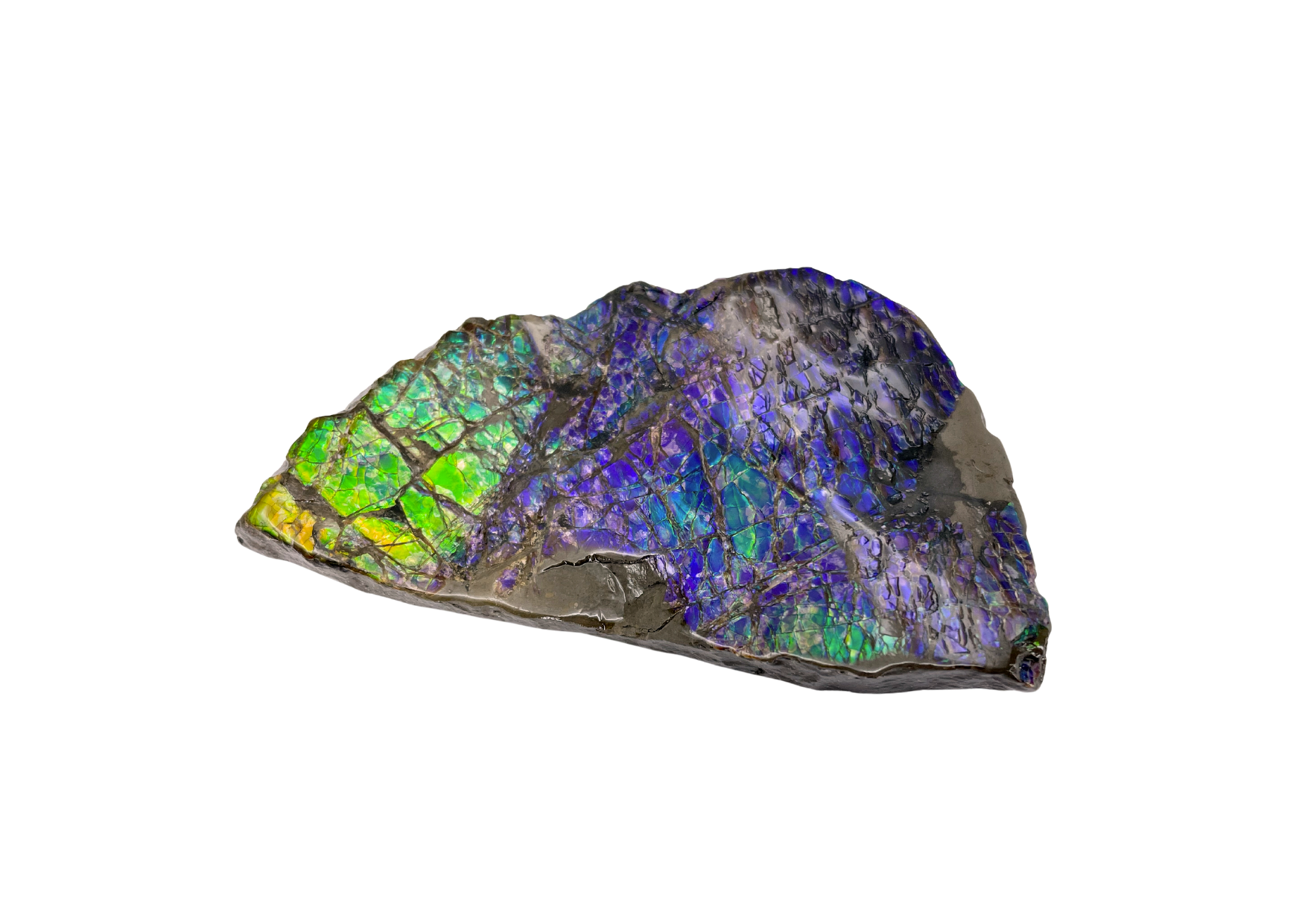 Shop — Ammolite Canada