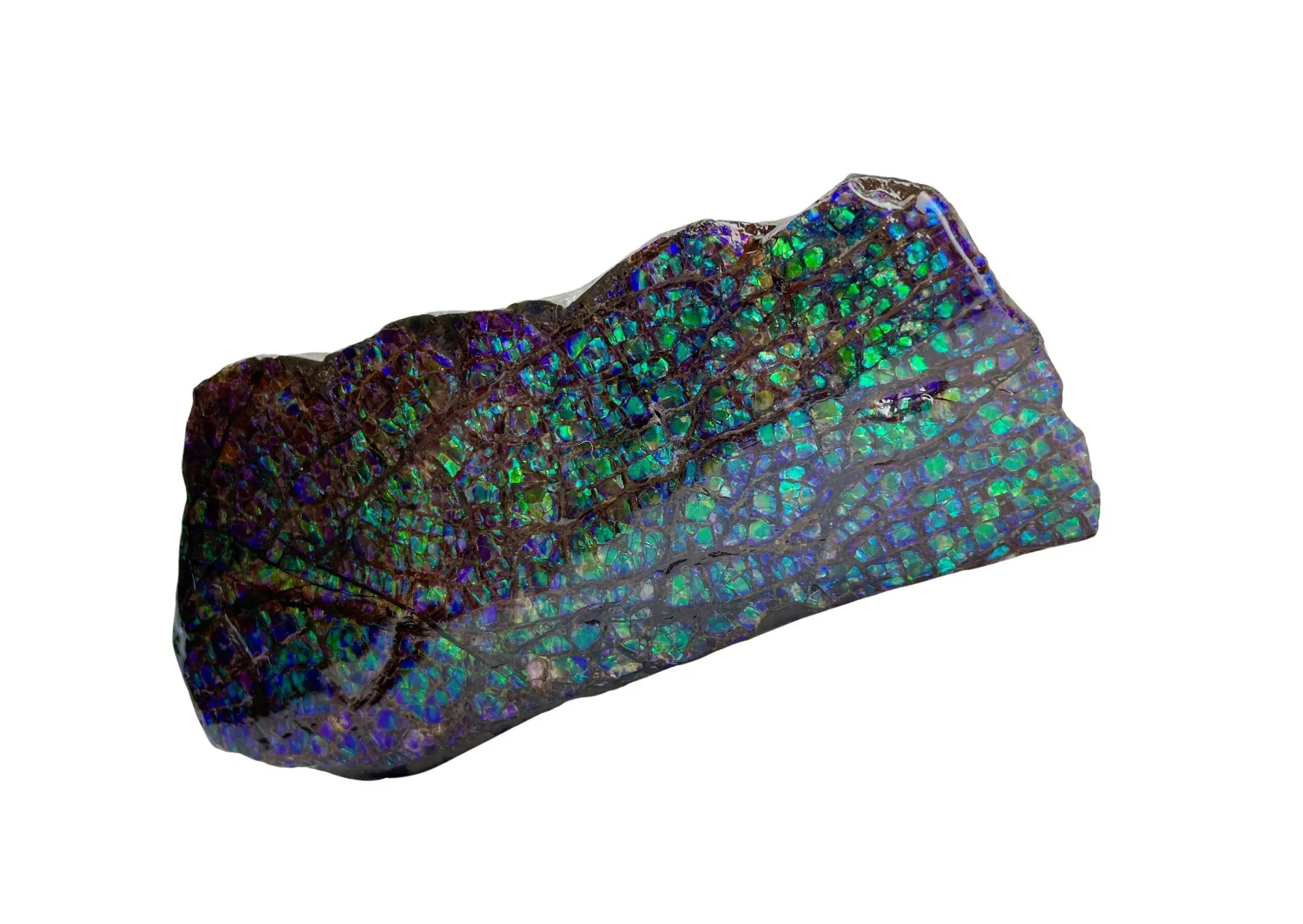 Ammolite Canada