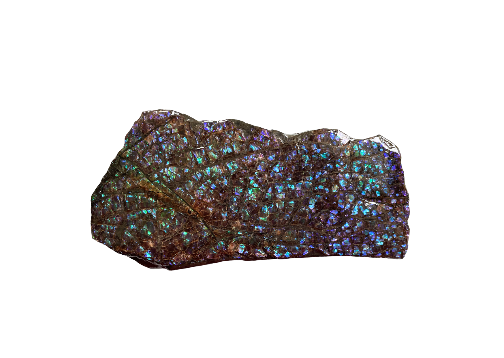Shop — Ammolite Canada
