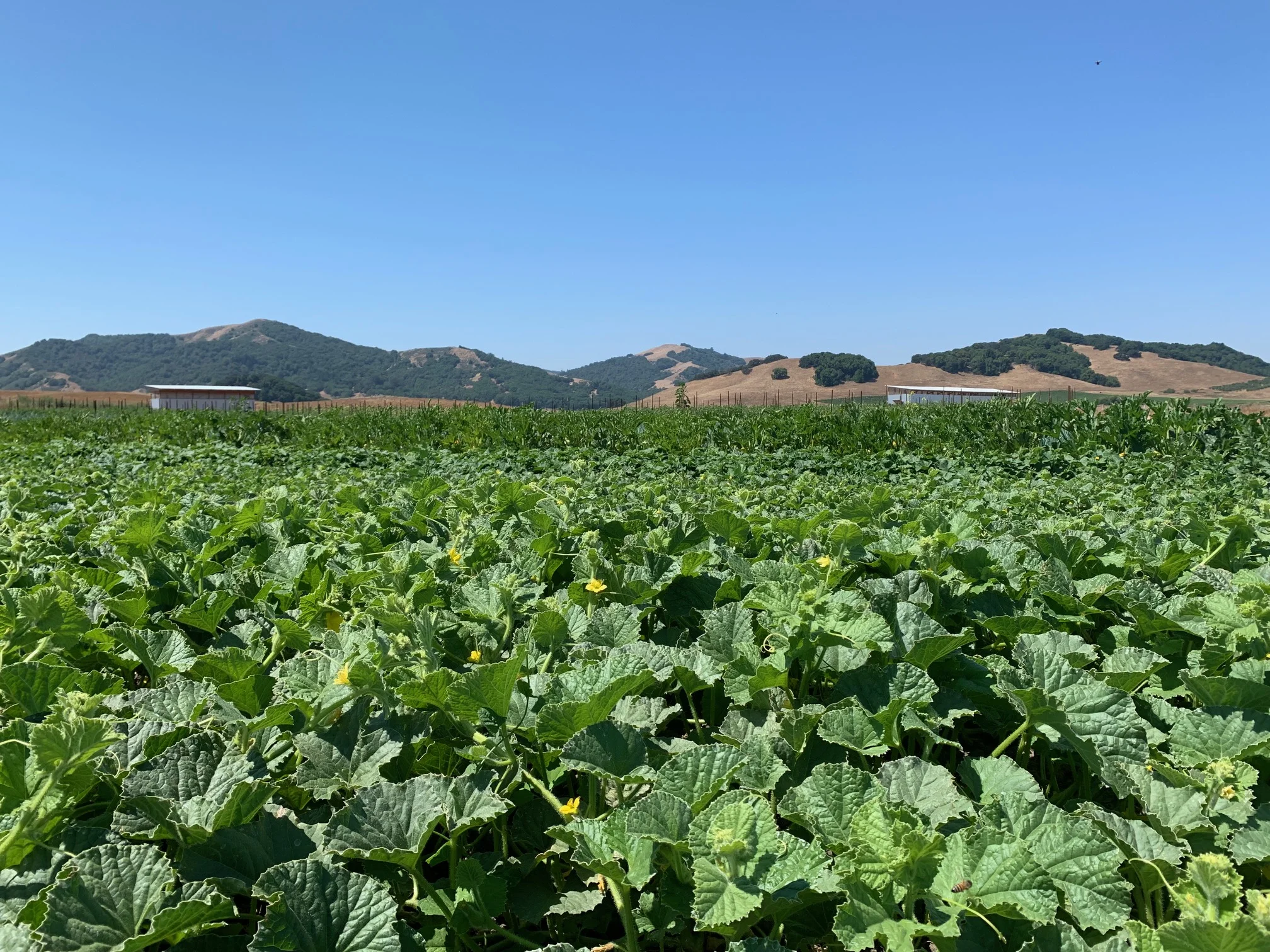 Blog — Open Field Farm