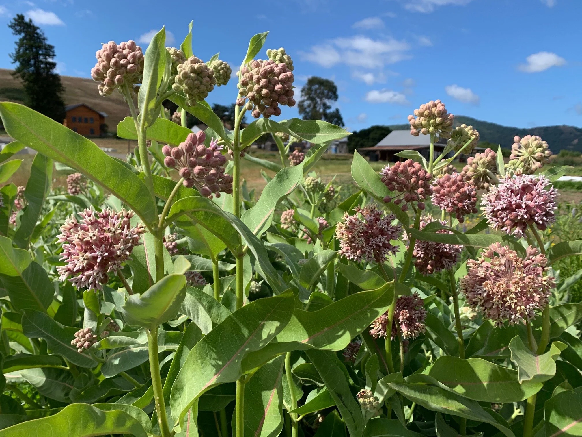 Milkweed — Open Field Farm