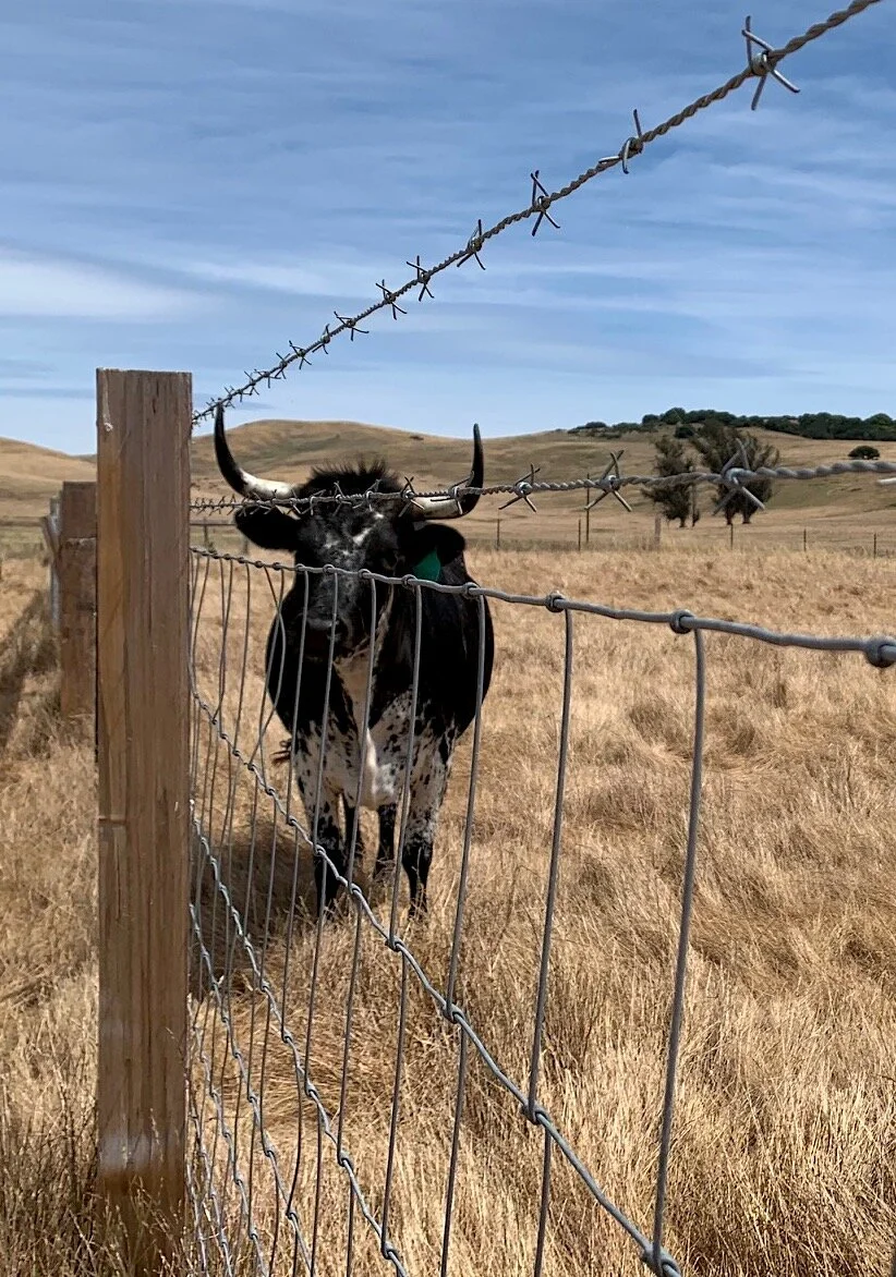 Blog — Open Field Farm