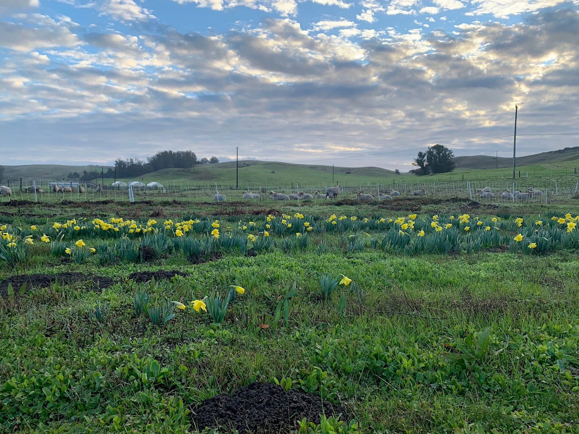 Blog — Open Field Farm