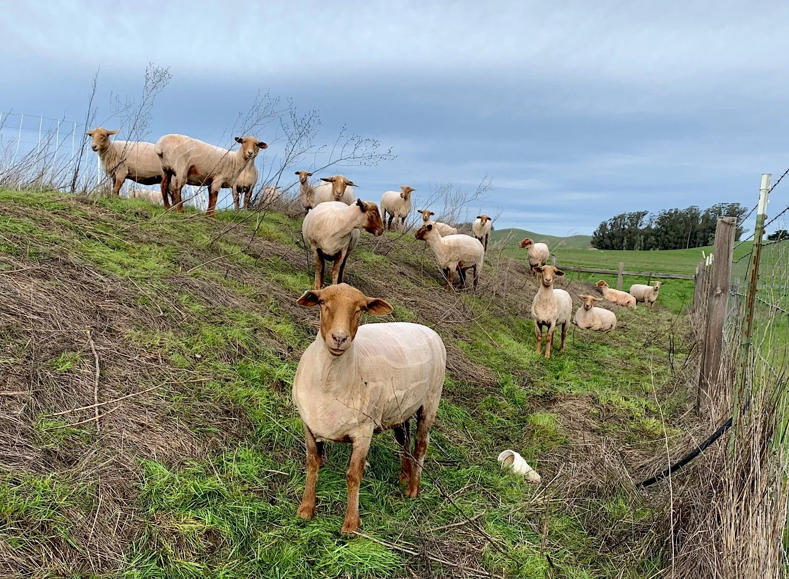 Blog — Open Field Farm