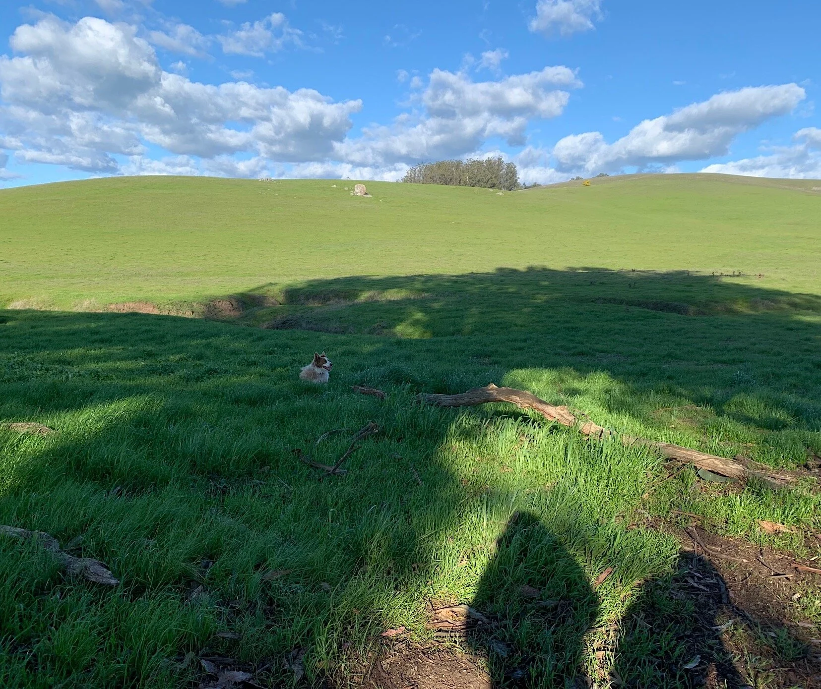 Blog — Open Field Farm