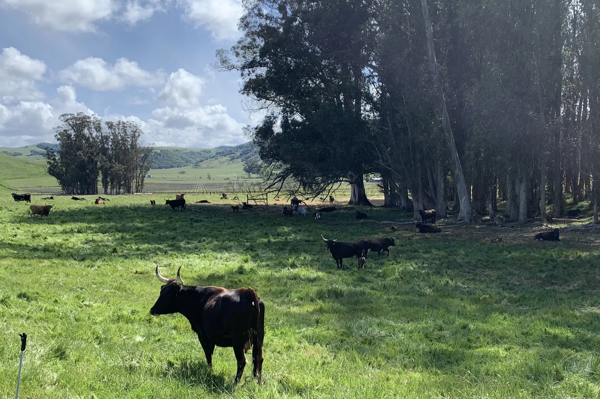 Blog — Open Field Farm