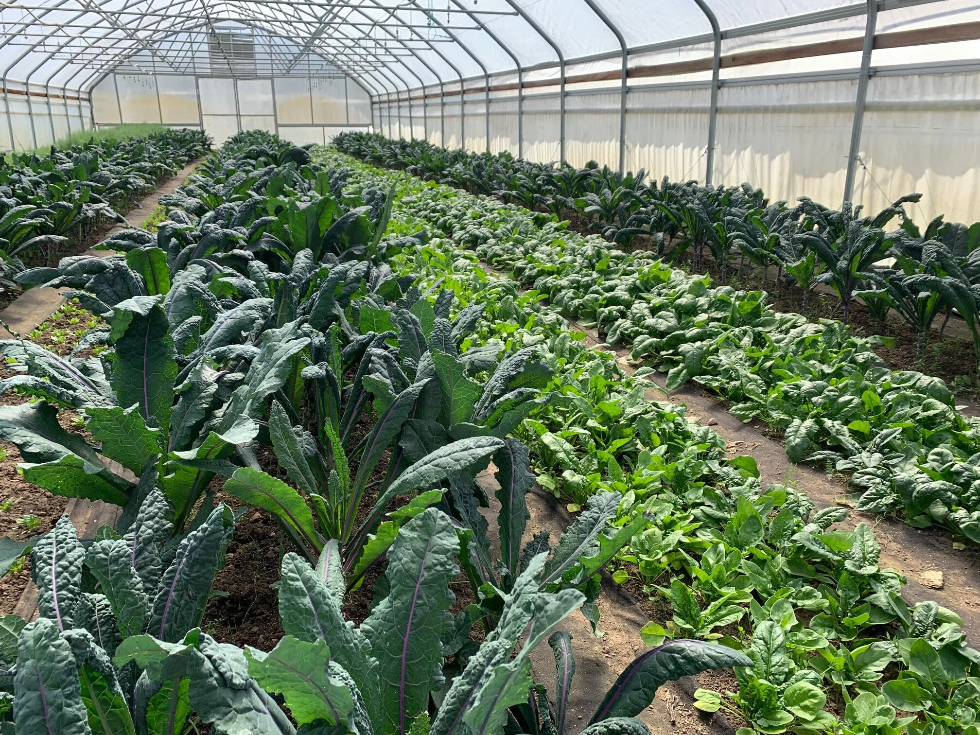 Blog — Open Field Farm