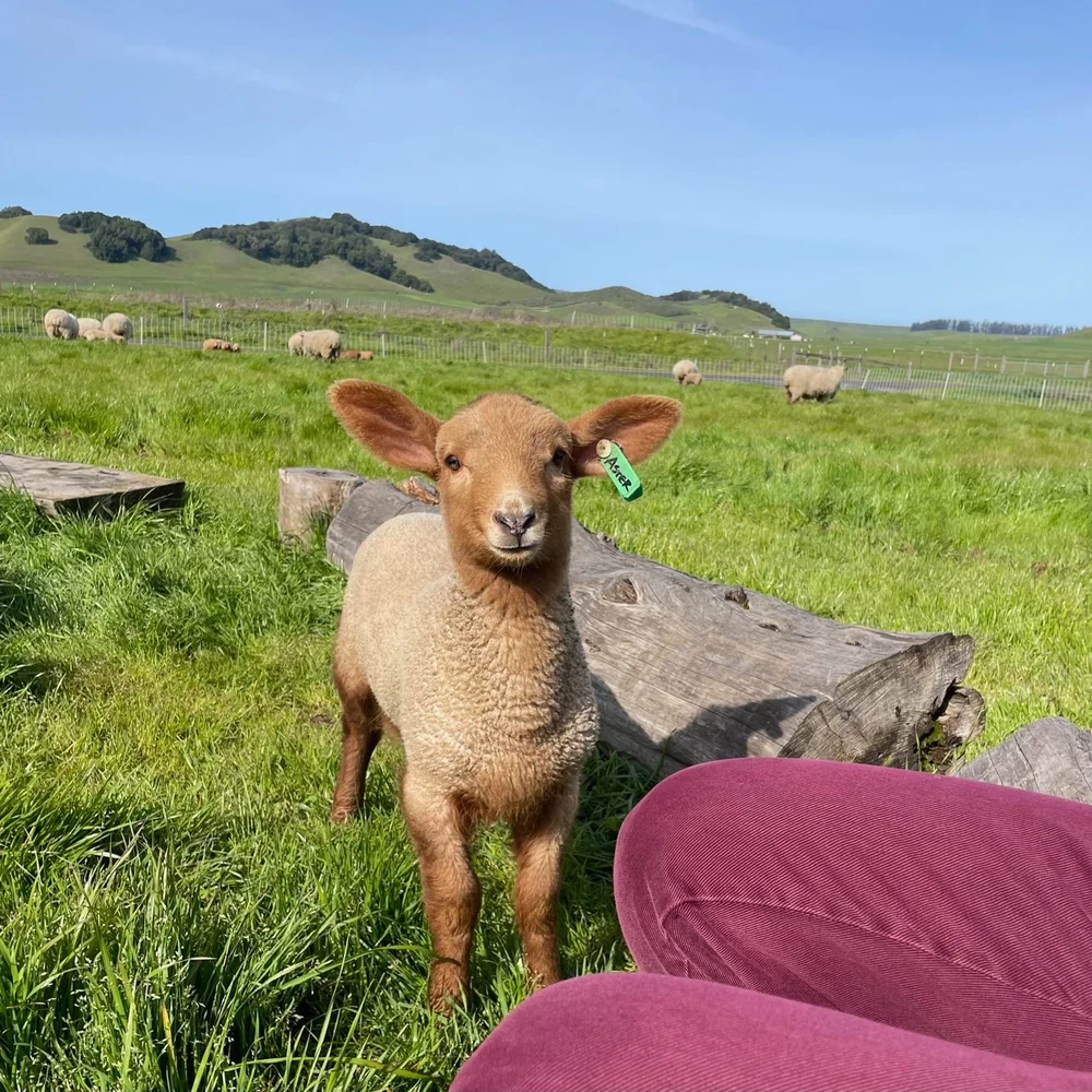 Blog — Open Field Farm