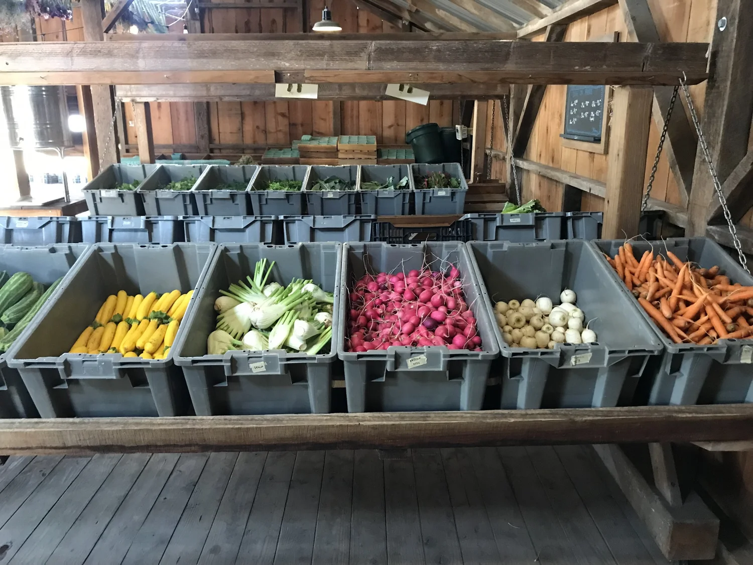 About the CSA — Open Field Farm
