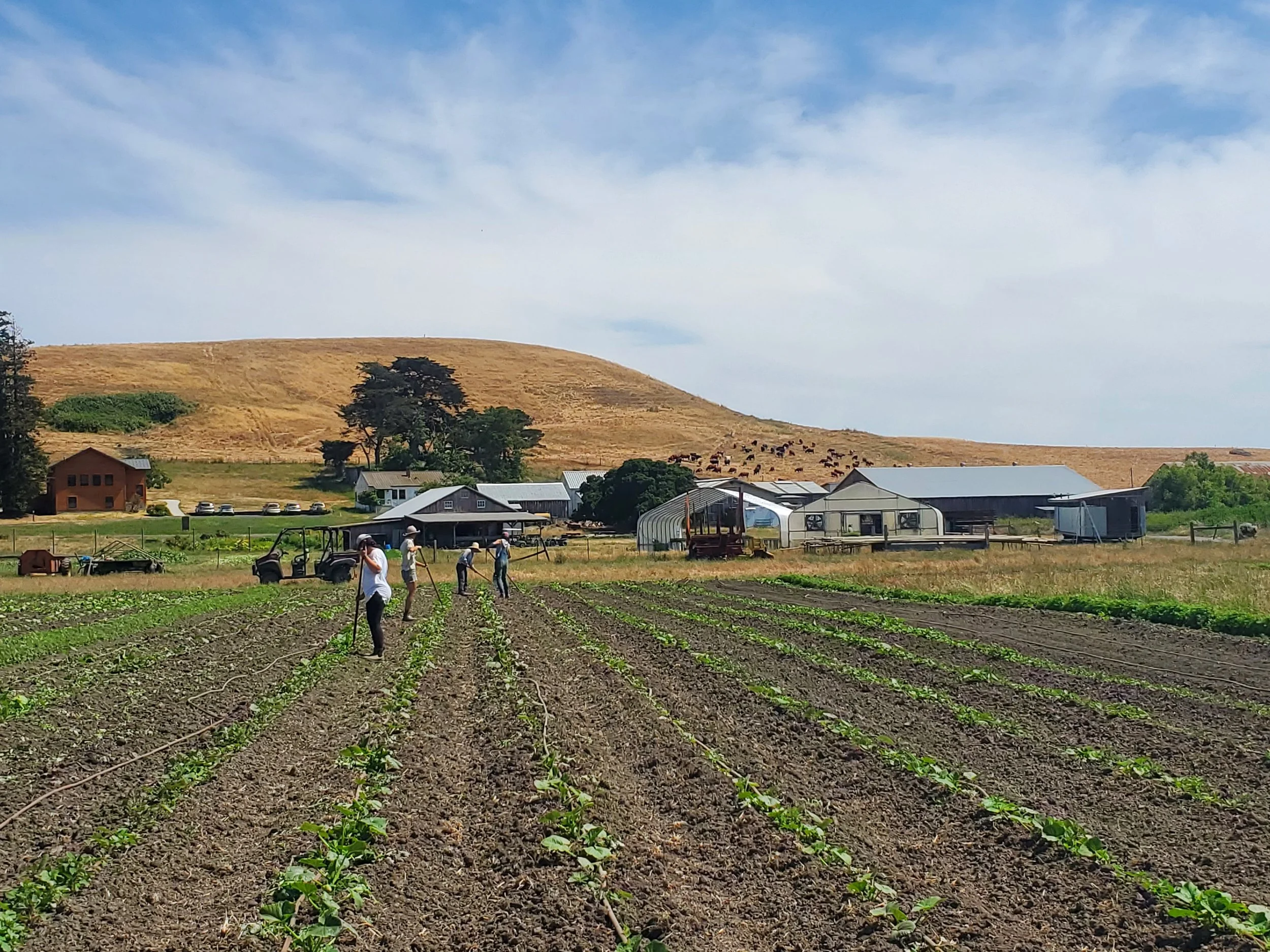 Blog — Open Field Farm
