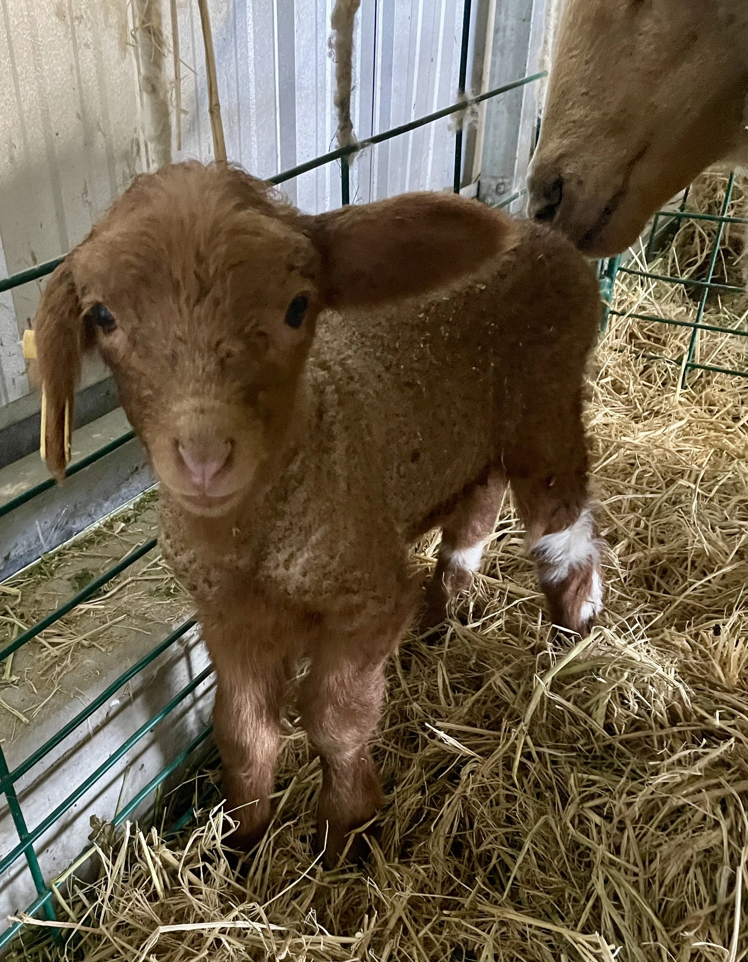 Blog — Open Field Farm