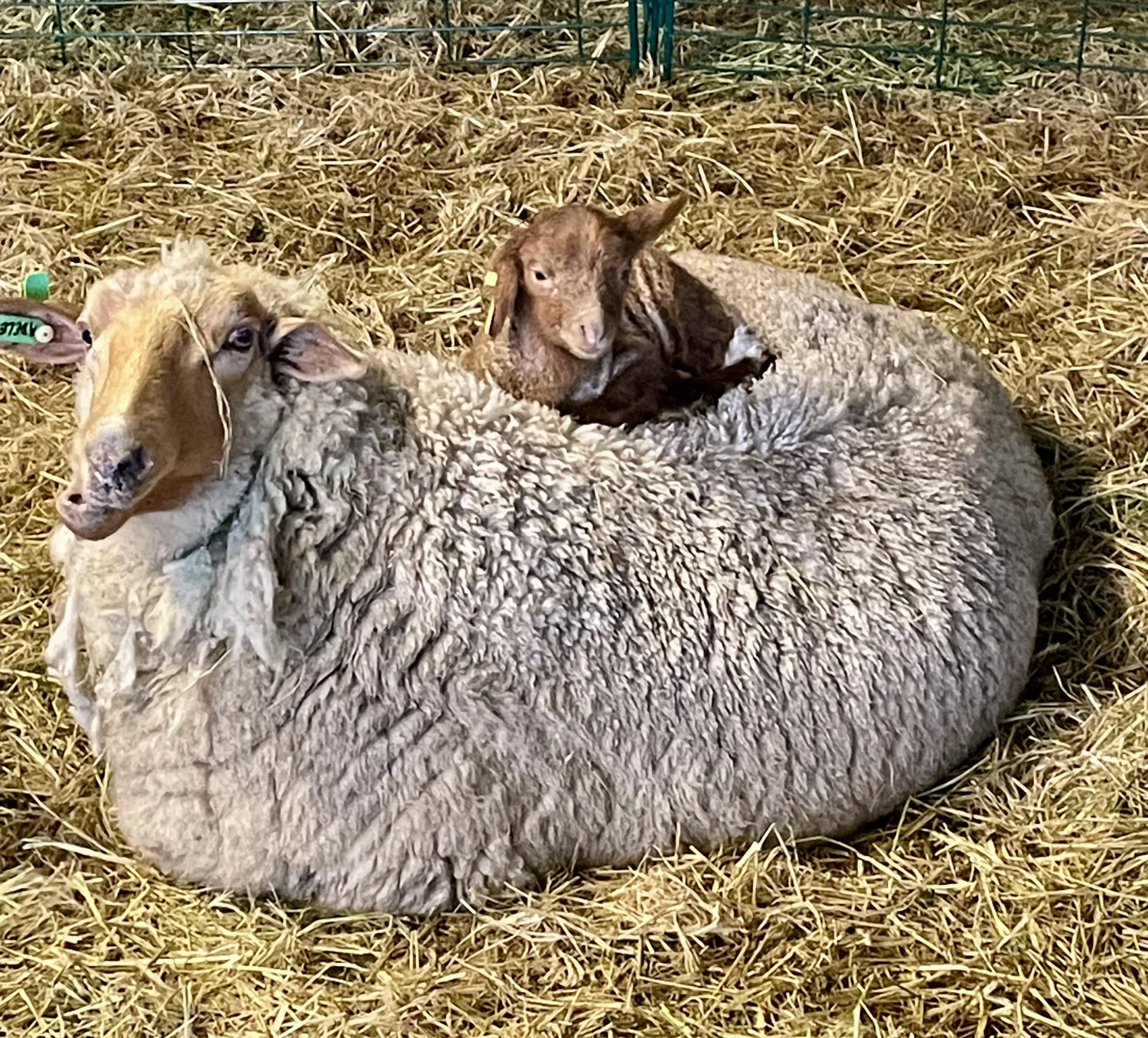 Blog — Open Field Farm