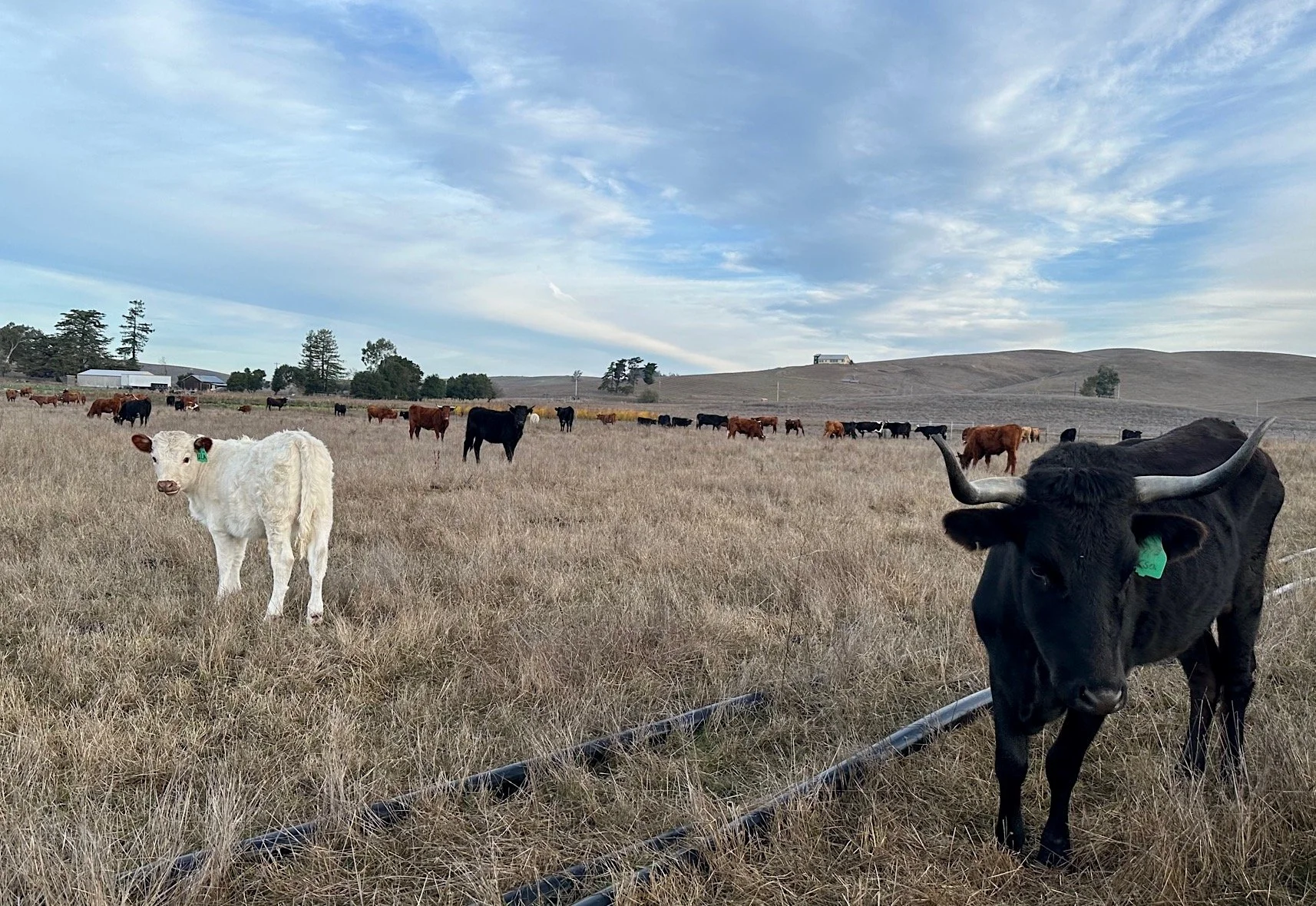 Blog — Open Field Farm