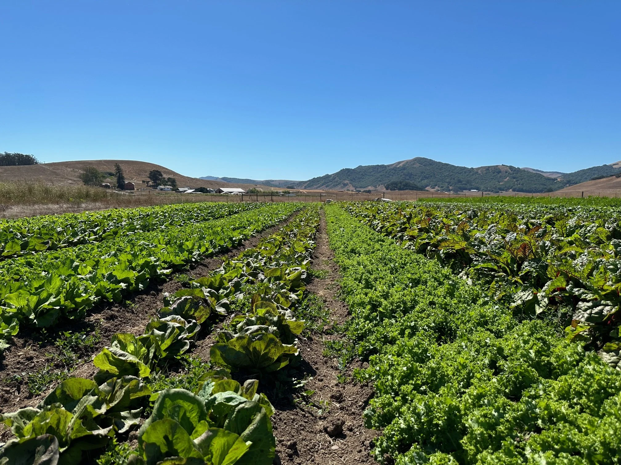 Blog — Open Field Farm