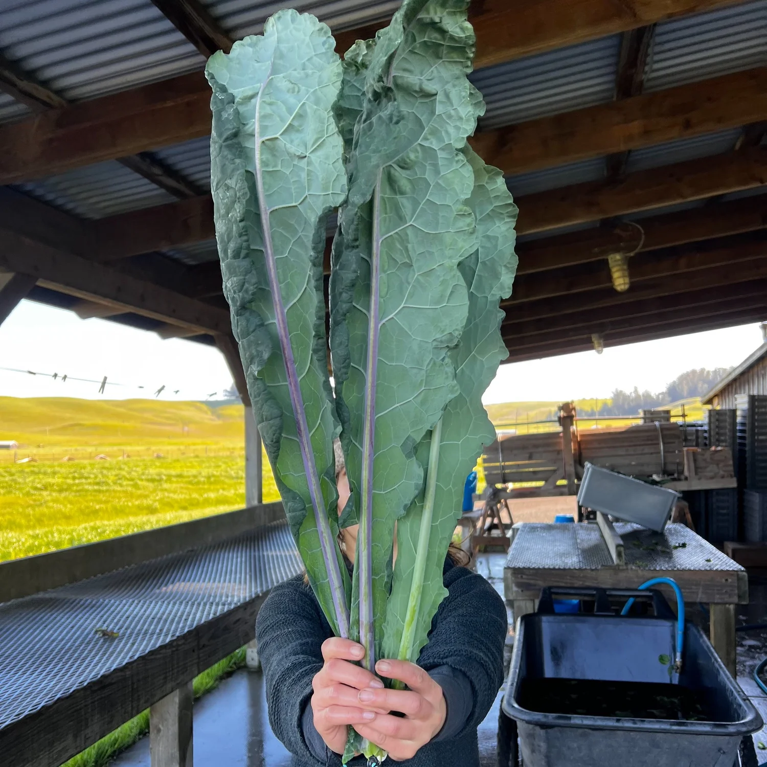 Blog — Open Field Farm