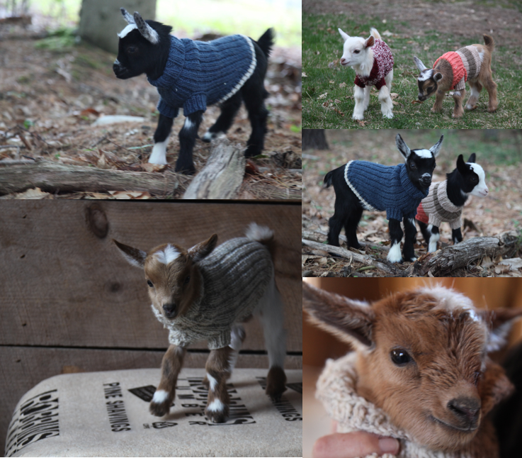 Farm Store — Sunflower Farm Creamery