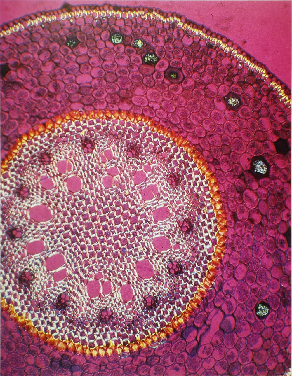 MoSF – OMNI | The Cross Section of a Young Root — Museum of Science Fiction