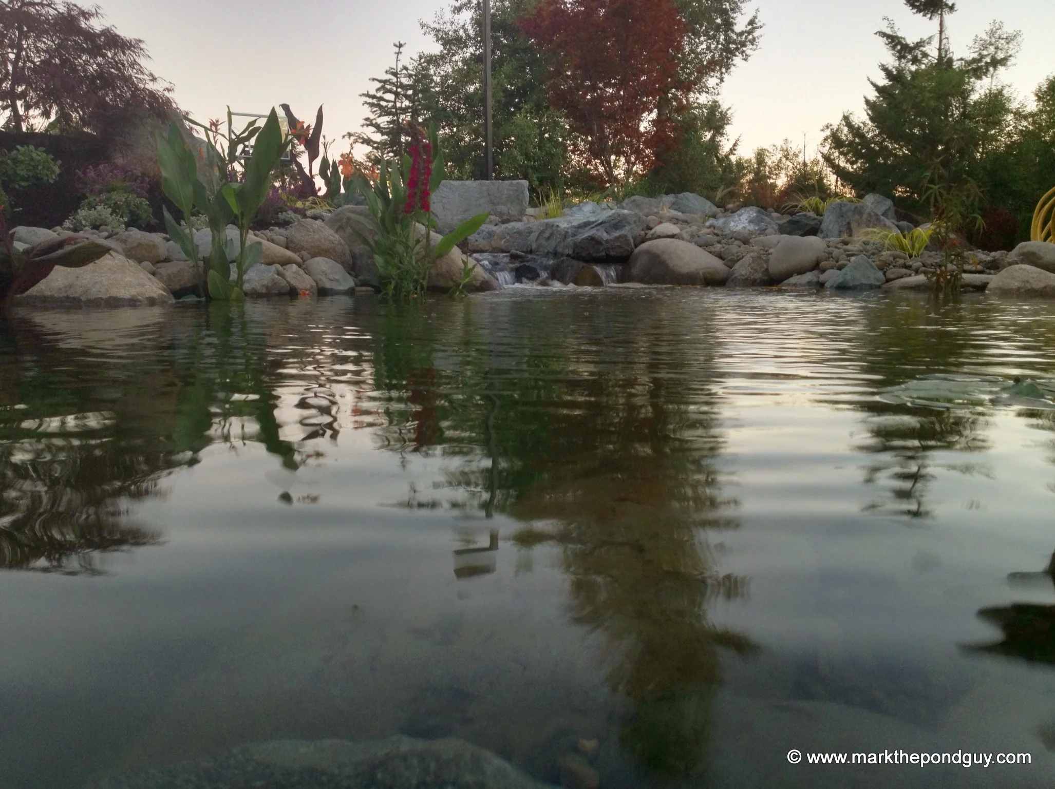 Gallery — Mark The Pond Guy