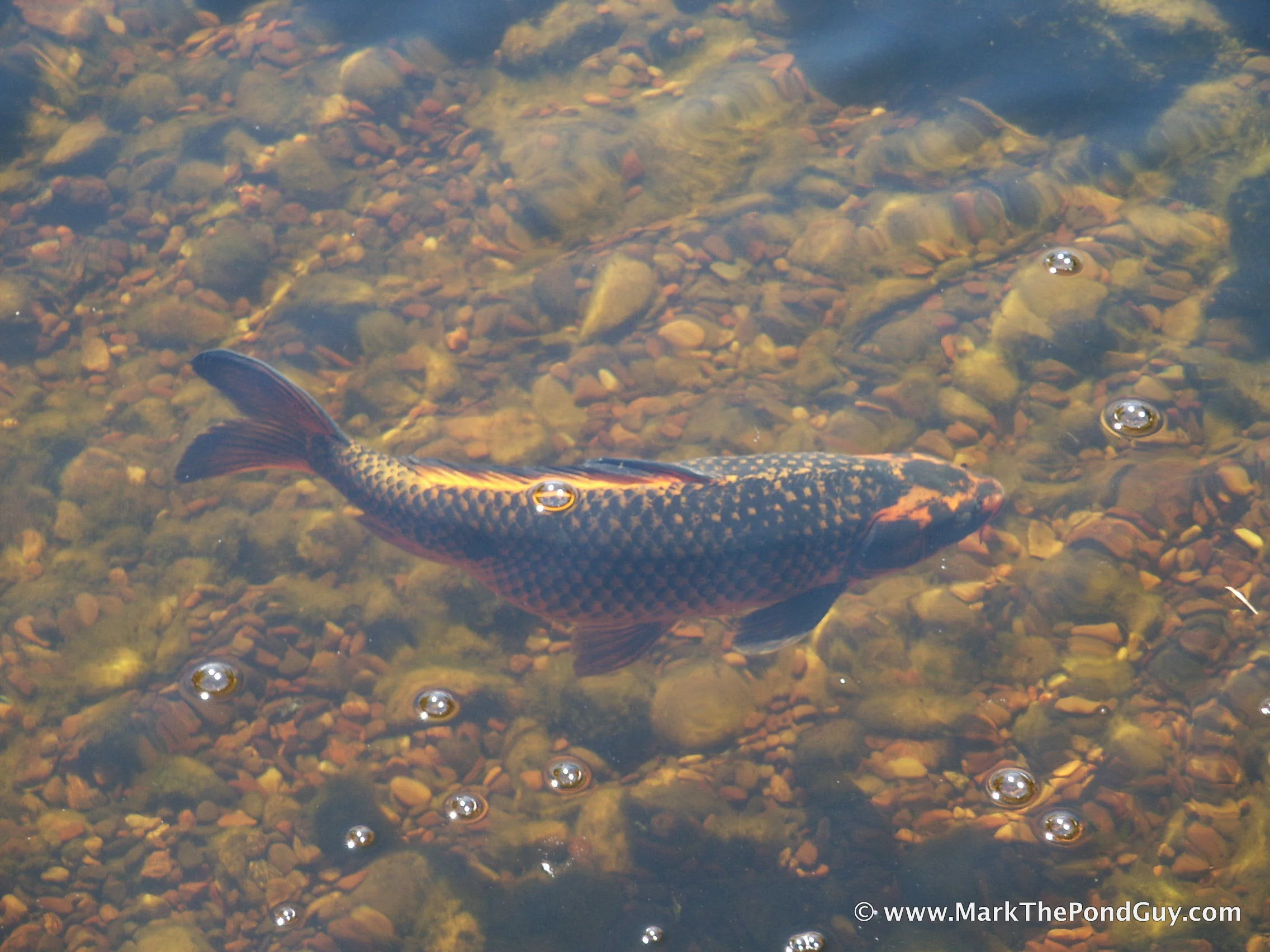 Gallery — Mark The Pond Guy