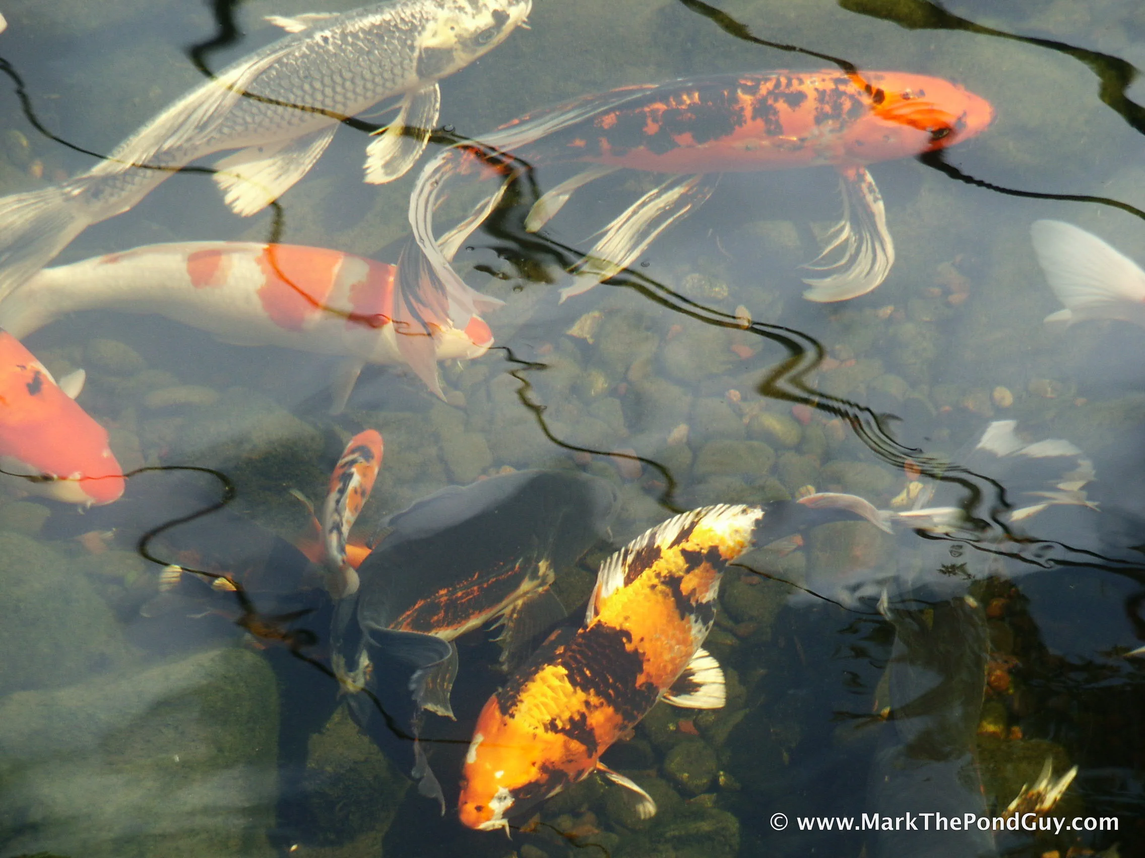 Gallery — Mark The Pond Guy