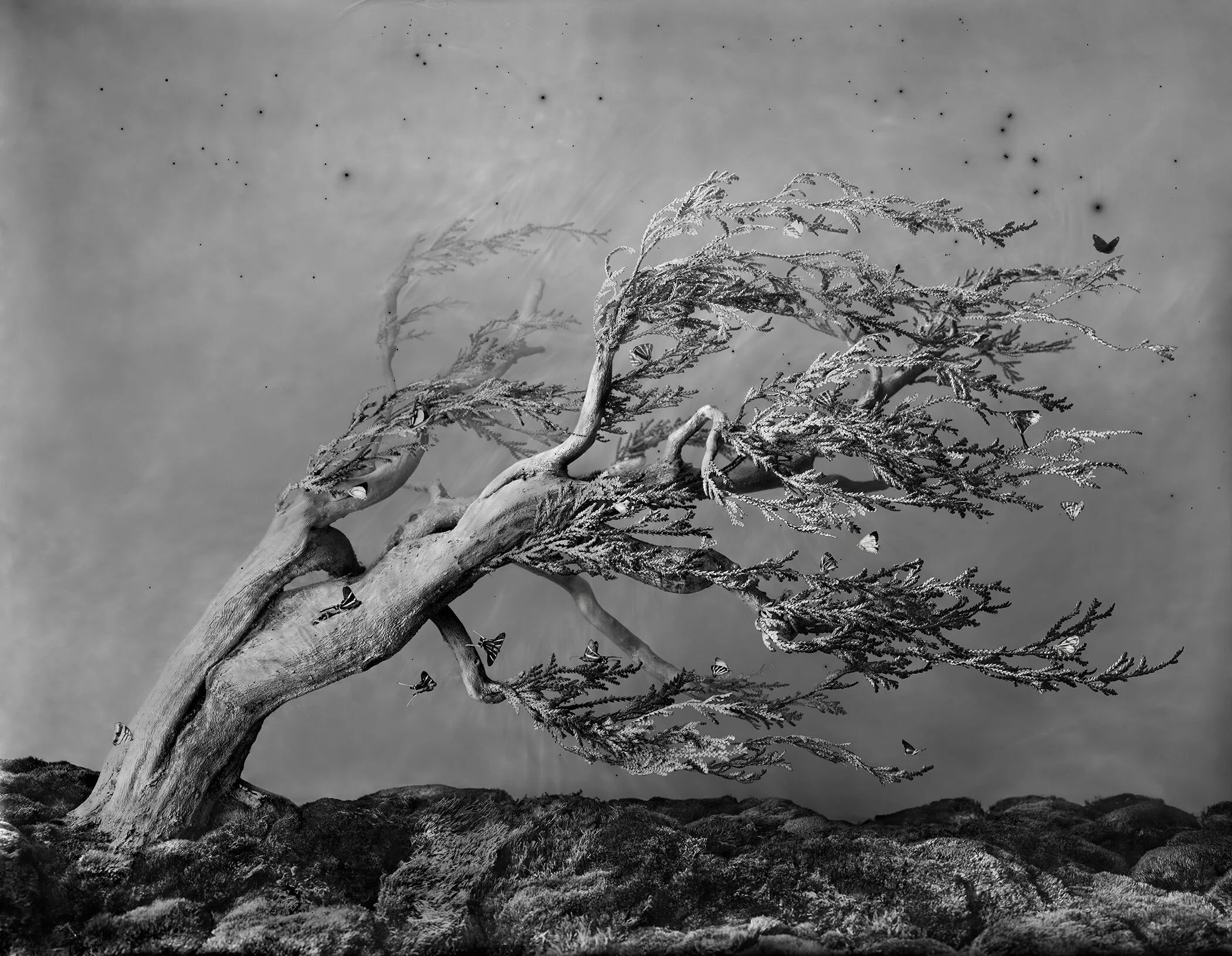 Lewis Smith