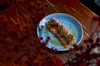 Menu — Jazushi | Japanese Dining & Live Jazz in Surry Hills