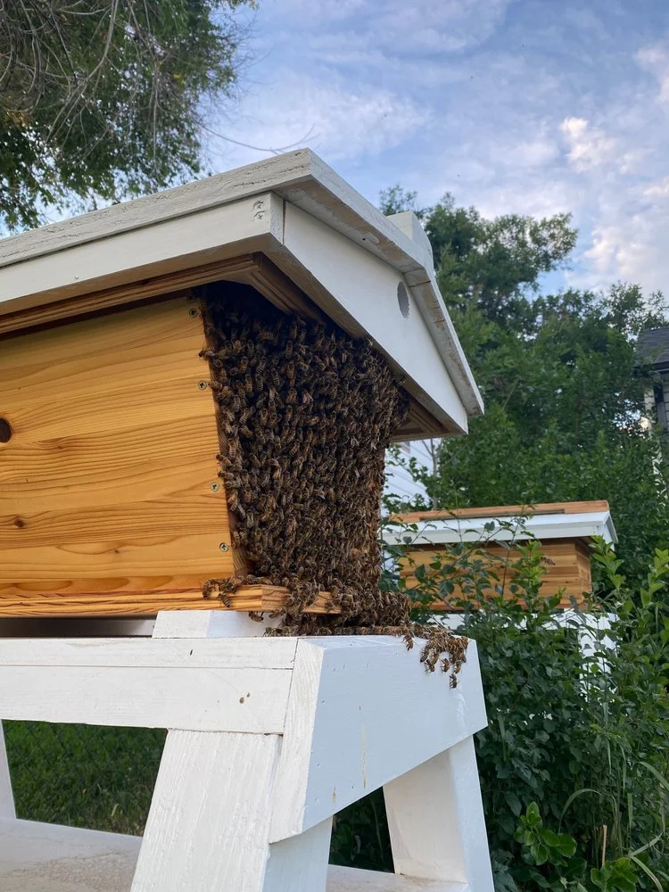 Beekeeping I: Bees, Hives & Honey Class — Denver Tool Library | Lending ...