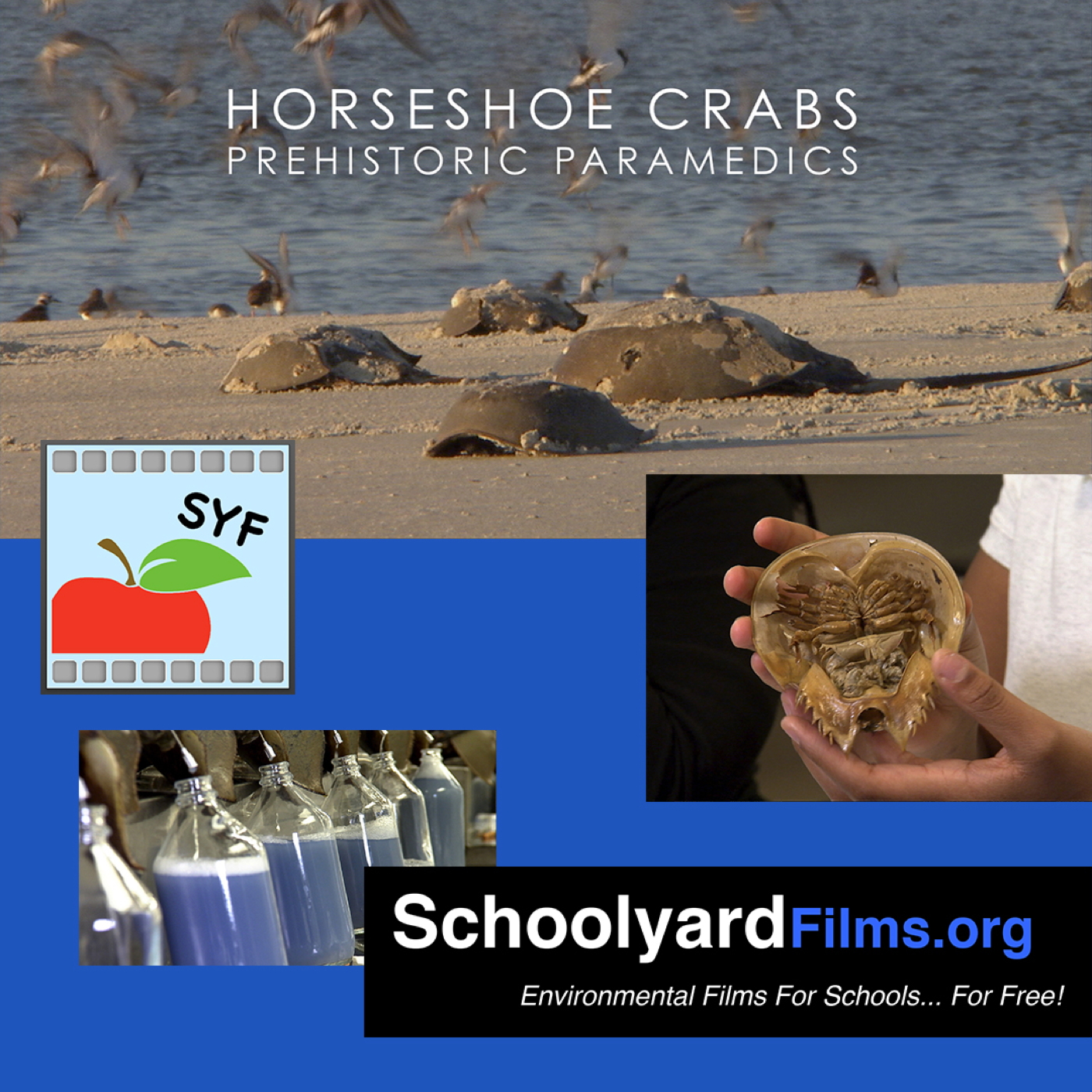 Films and Study Guides — Schoolyard Films
