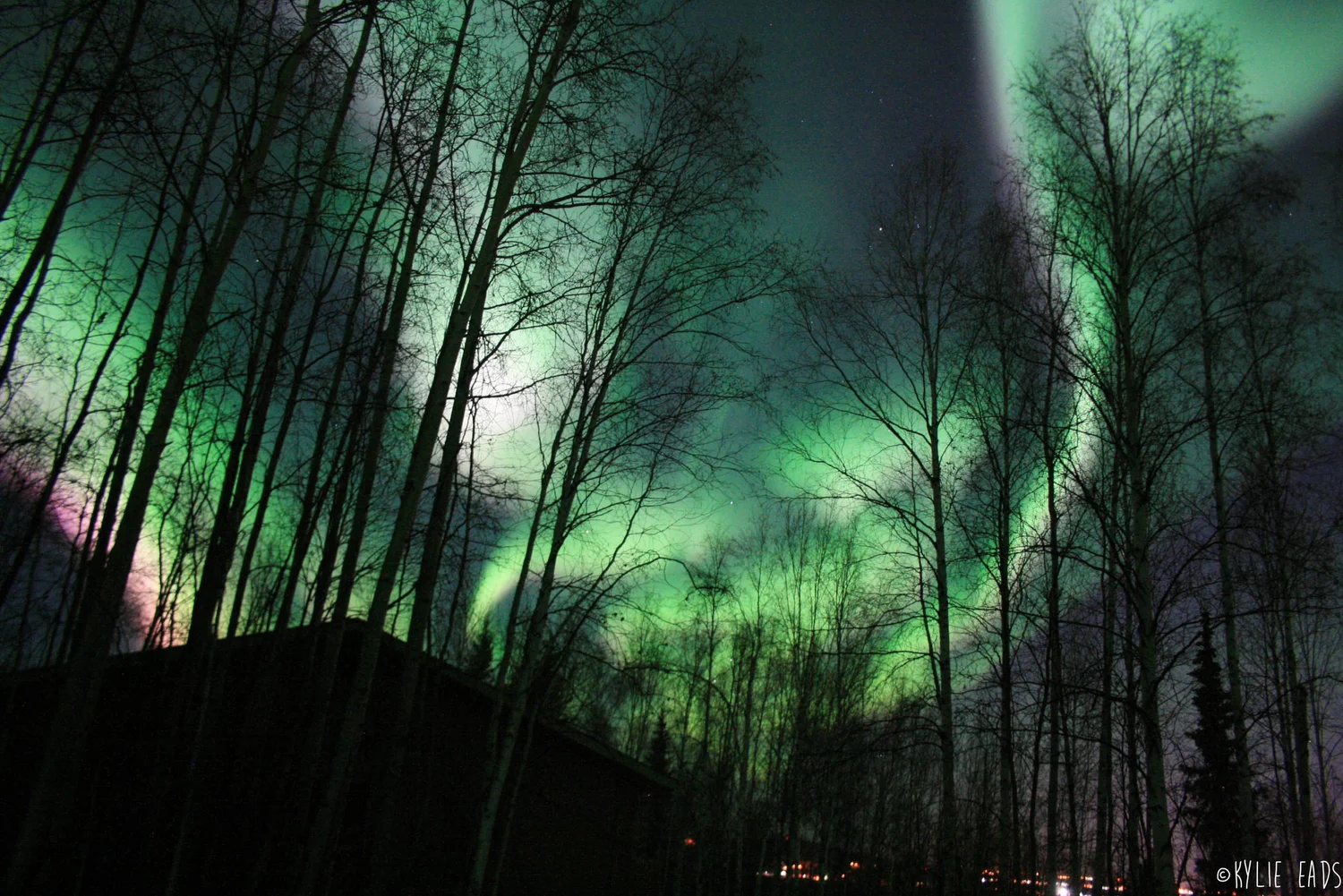 The Alaska Gift Company