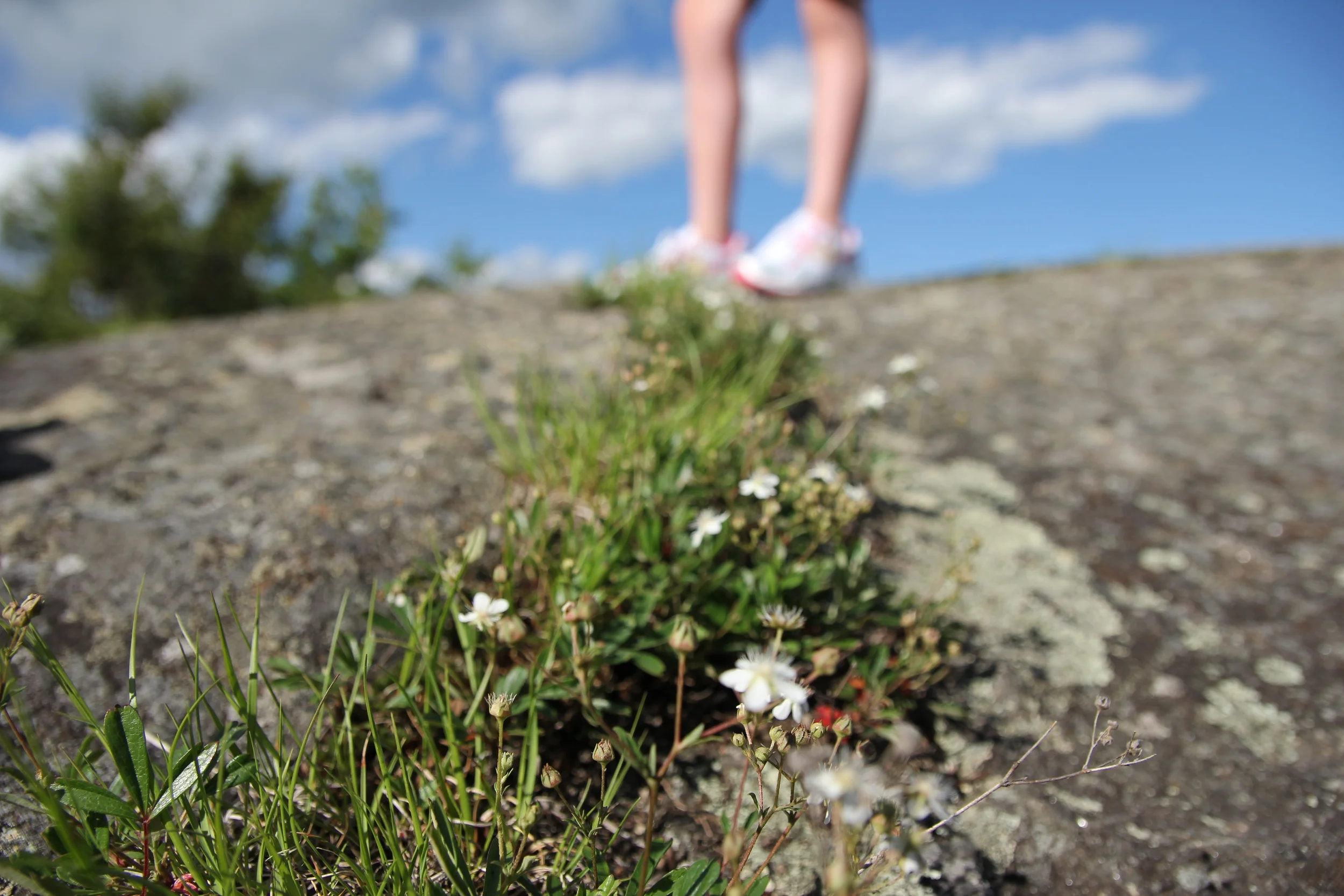 “The Summer Day,” by Mary Oliver
