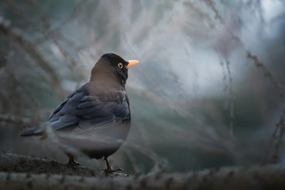 "St Kevin and the Blackbird," by Seamus Heaney