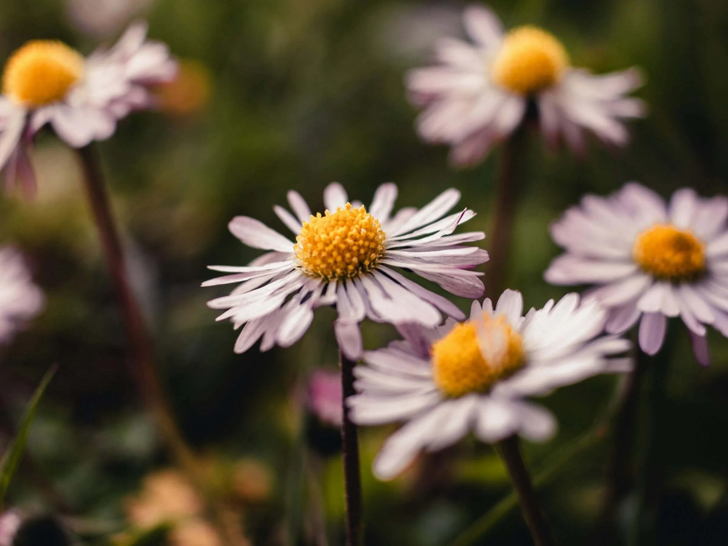 Two Emily Dickinson Poems for Summer