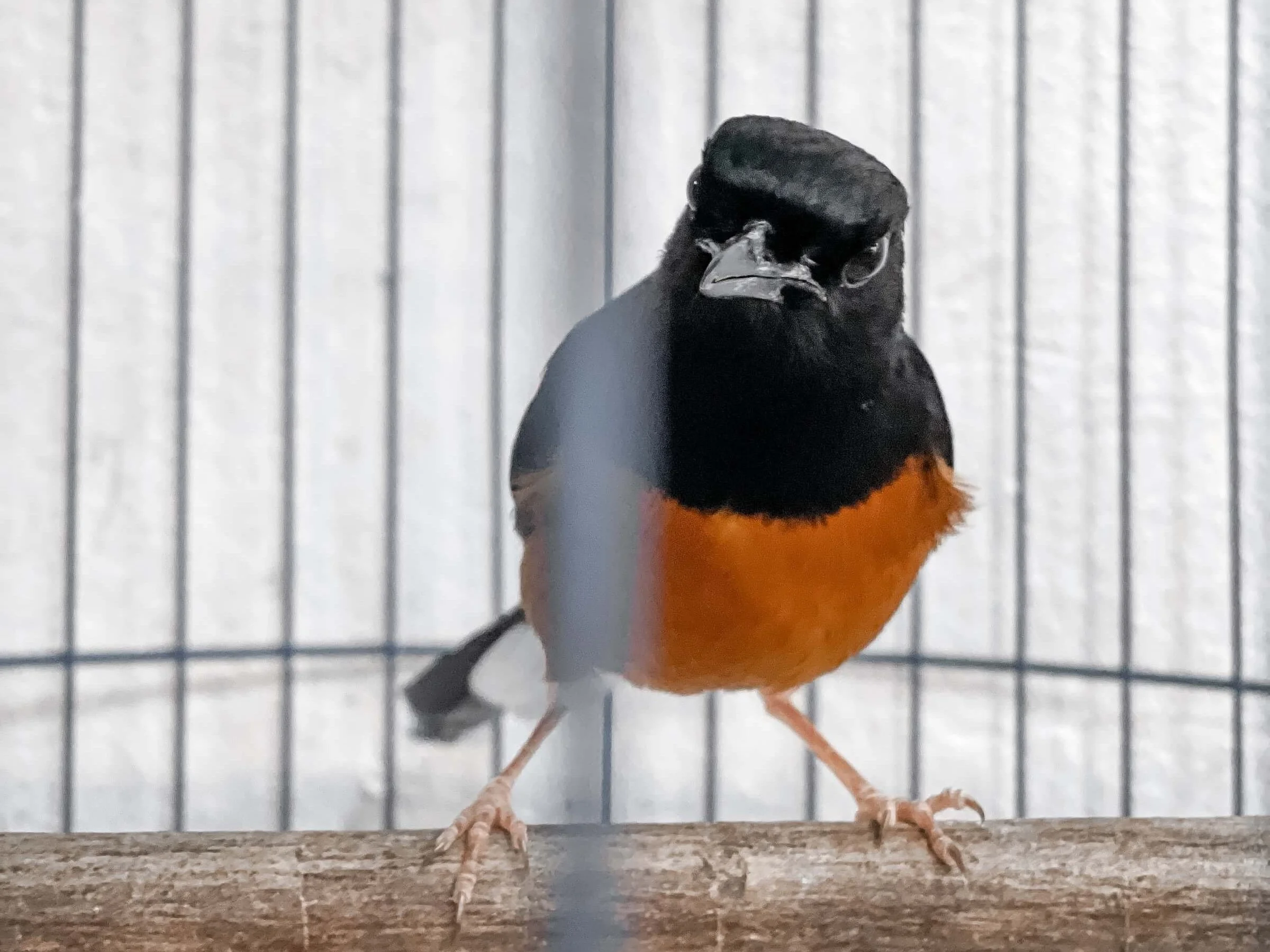 "Caged Bird," by Maya Angelou