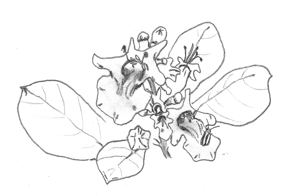 Coloriage Alliance Home Page Alliance Pornic