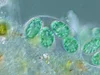 Glaucophyta (Glaucophyte Algae) — The Biology Primer